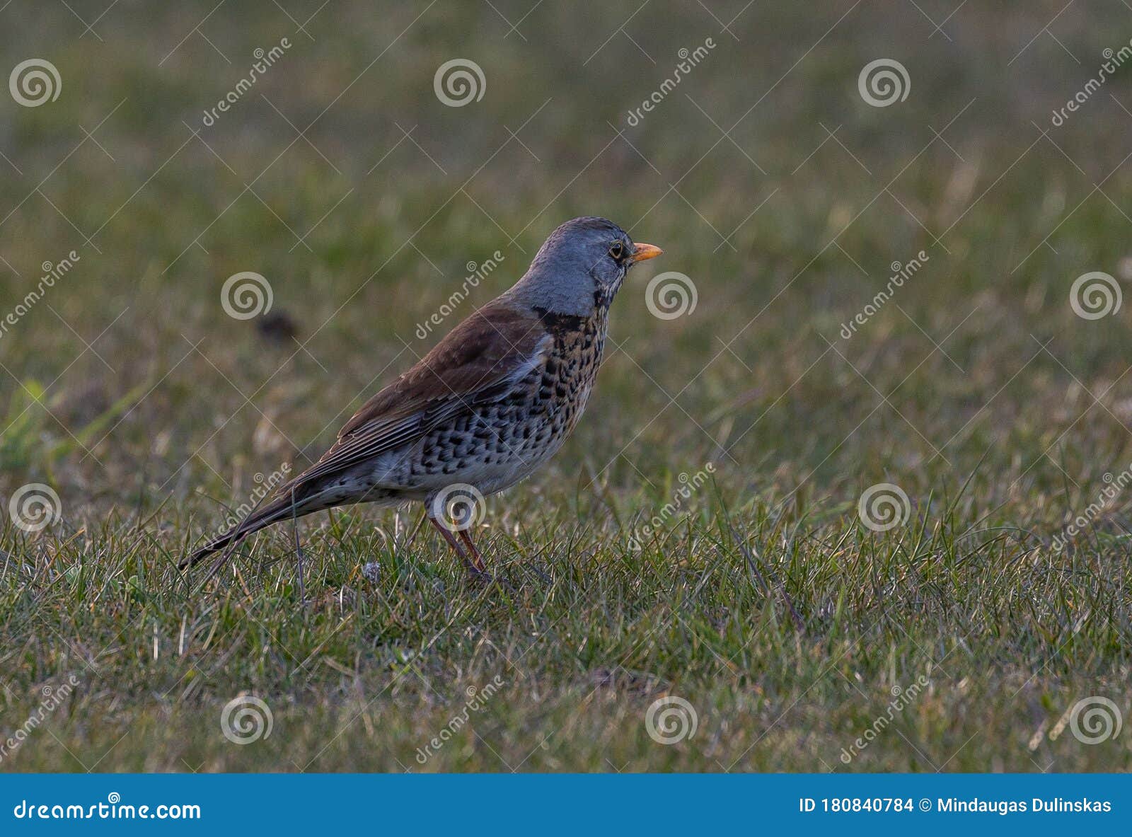 Fieldfare Bird Standing on the Grass Stock Photo - Image of park, wild ...