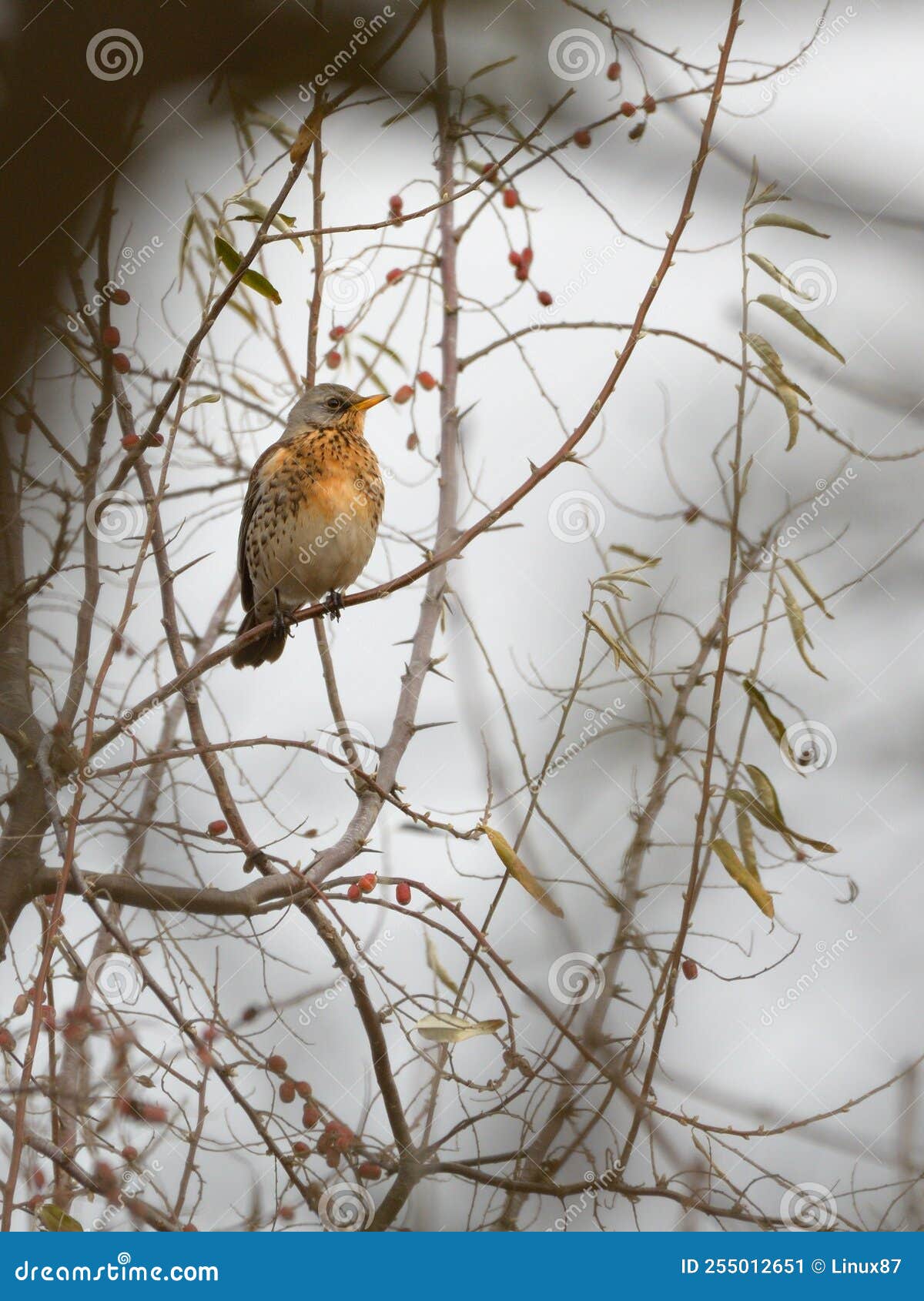 Fieldfare bird on the tree stock image. Image of background - 255012651