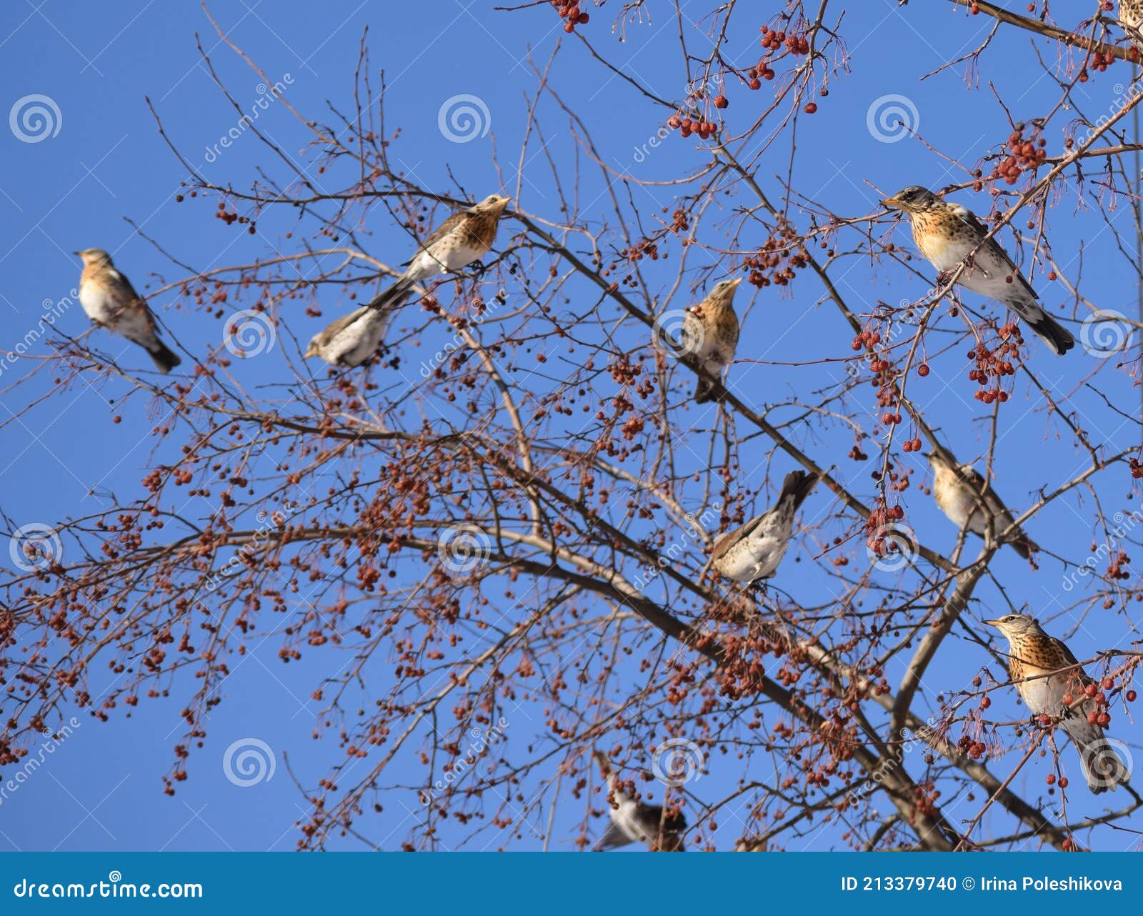 Fieldfare Birds Sits on a Tree Stock Photo - Image of winter, branch ...