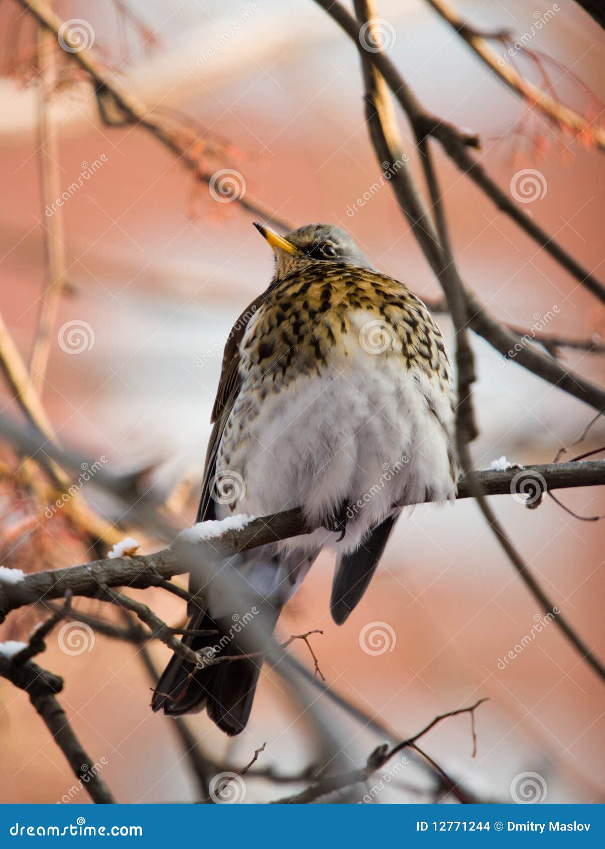 Fieldfare close up stock photo. Image of fieldfare, branch - 12771244