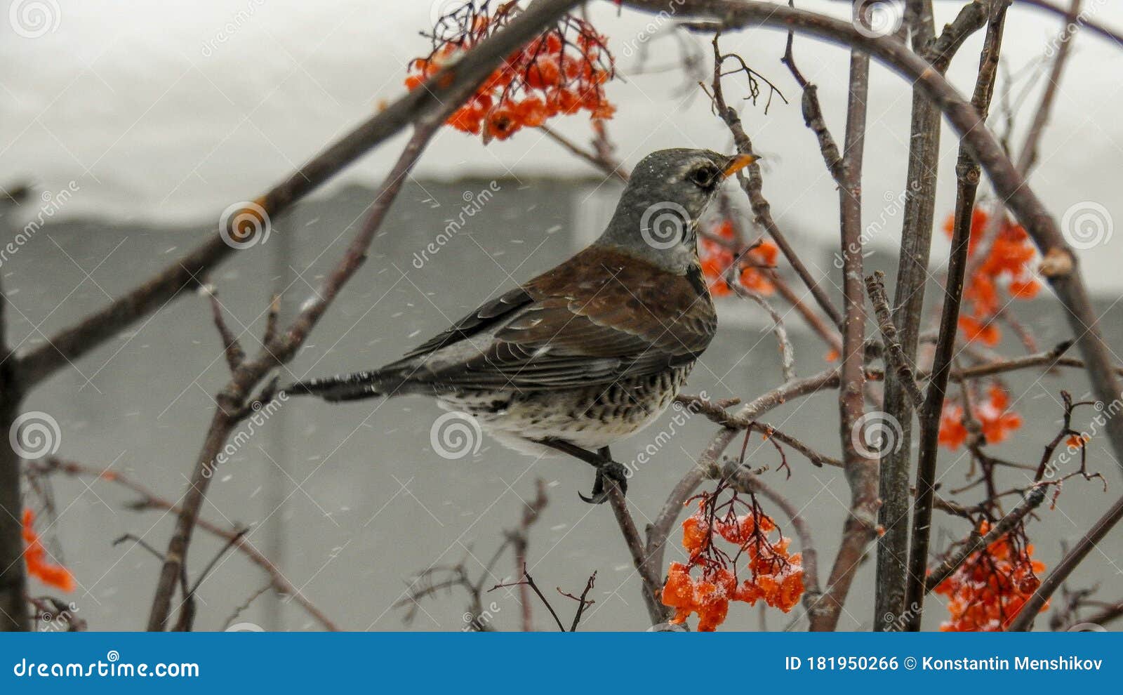 Fieldfare. a Common Type of European Thrush. Stock Photo - Image of ...