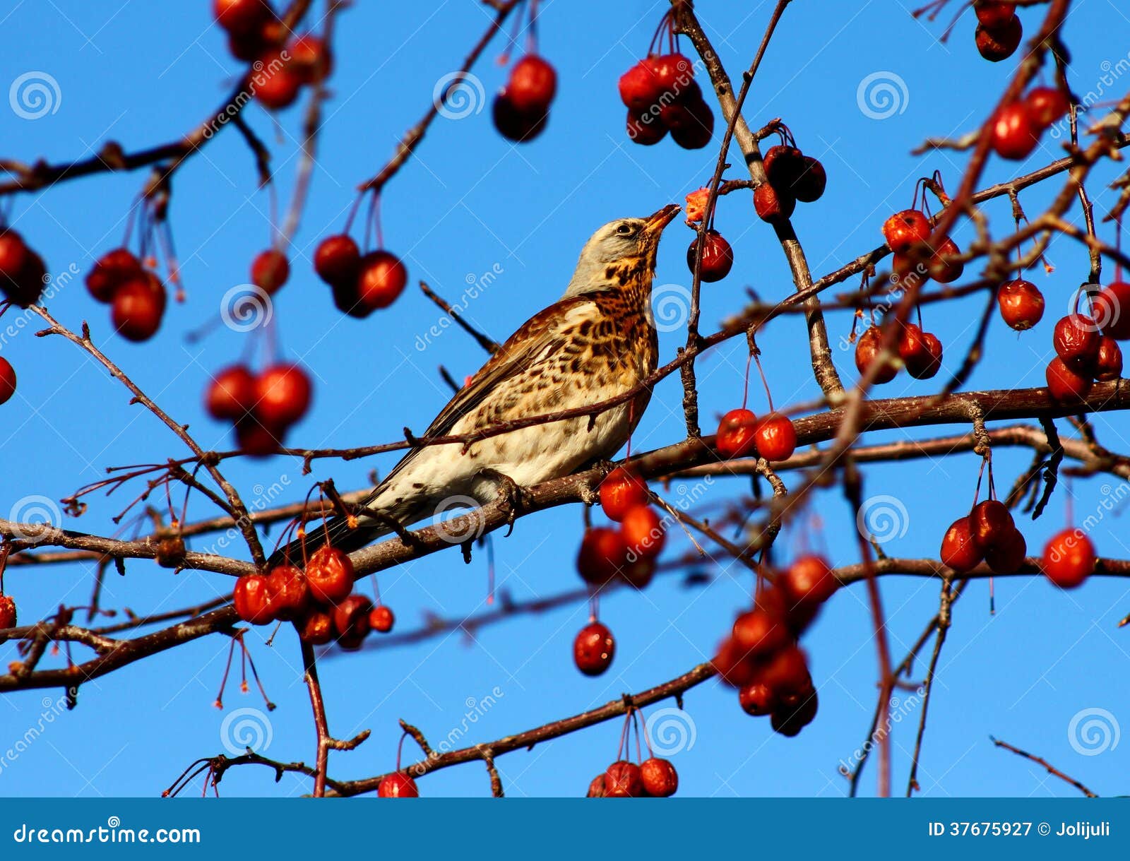 Fieldfare eating berries stock image. Image of wings - 37675927