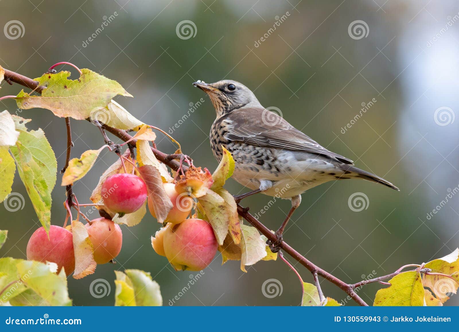 Fieldfare Feeding in a Crab Apple Tree Stock Image - Image of beak ...