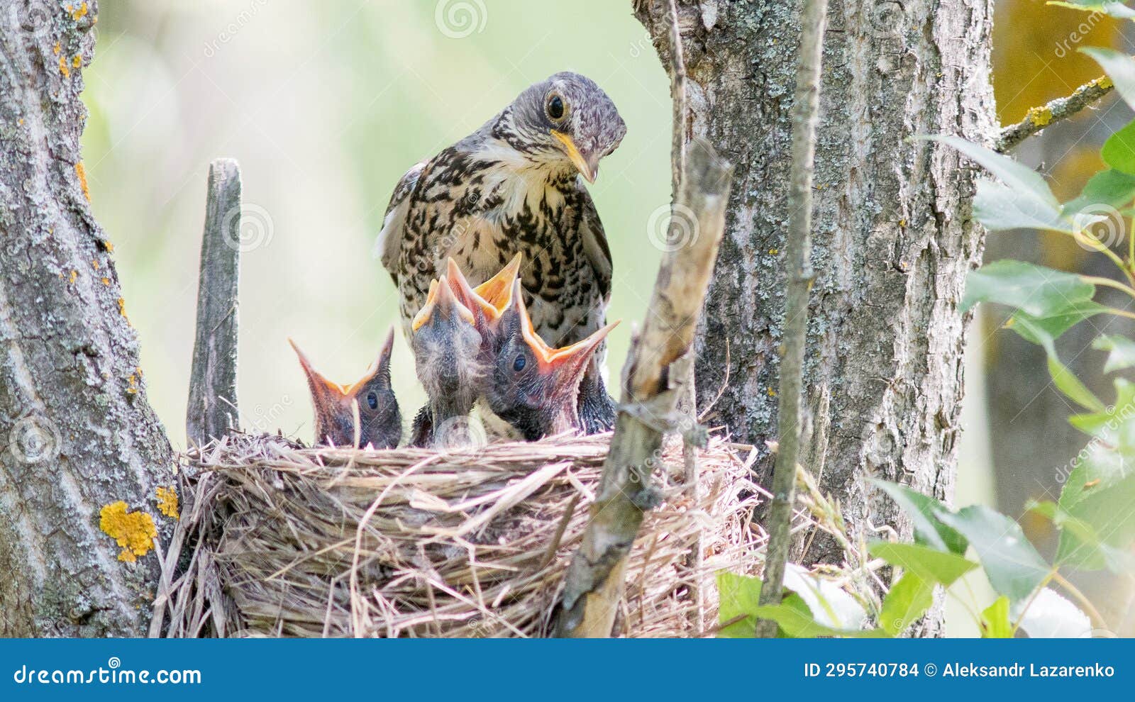 Fieldfare Feeds Its Chicks Sitting in the Nest Stock Photo - Image of ...
