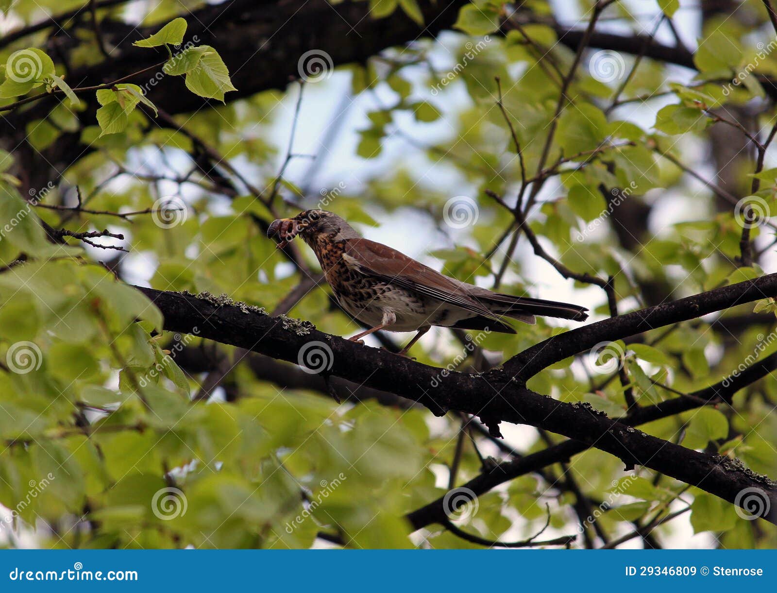 Fieldfare is Going To Feed Children Stock Image - Image of feed, summer ...