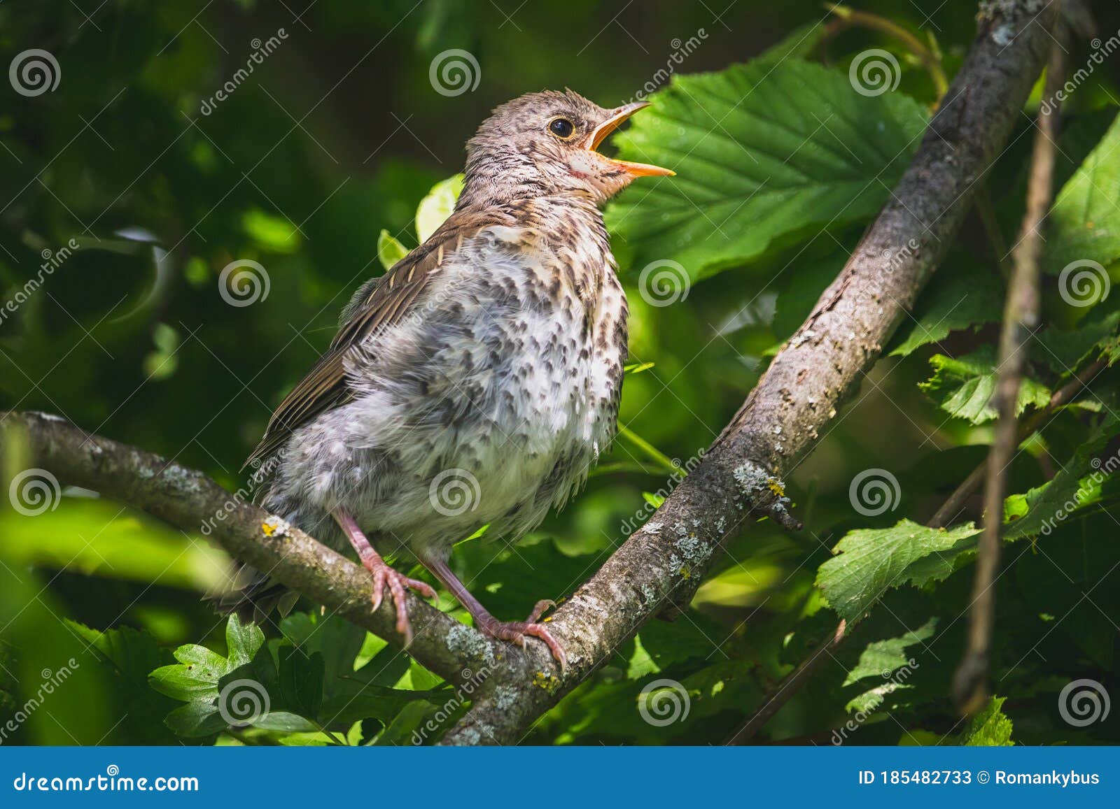 Fieldfare - One Young Small Bird Stock Image - Image of avian, baby ...