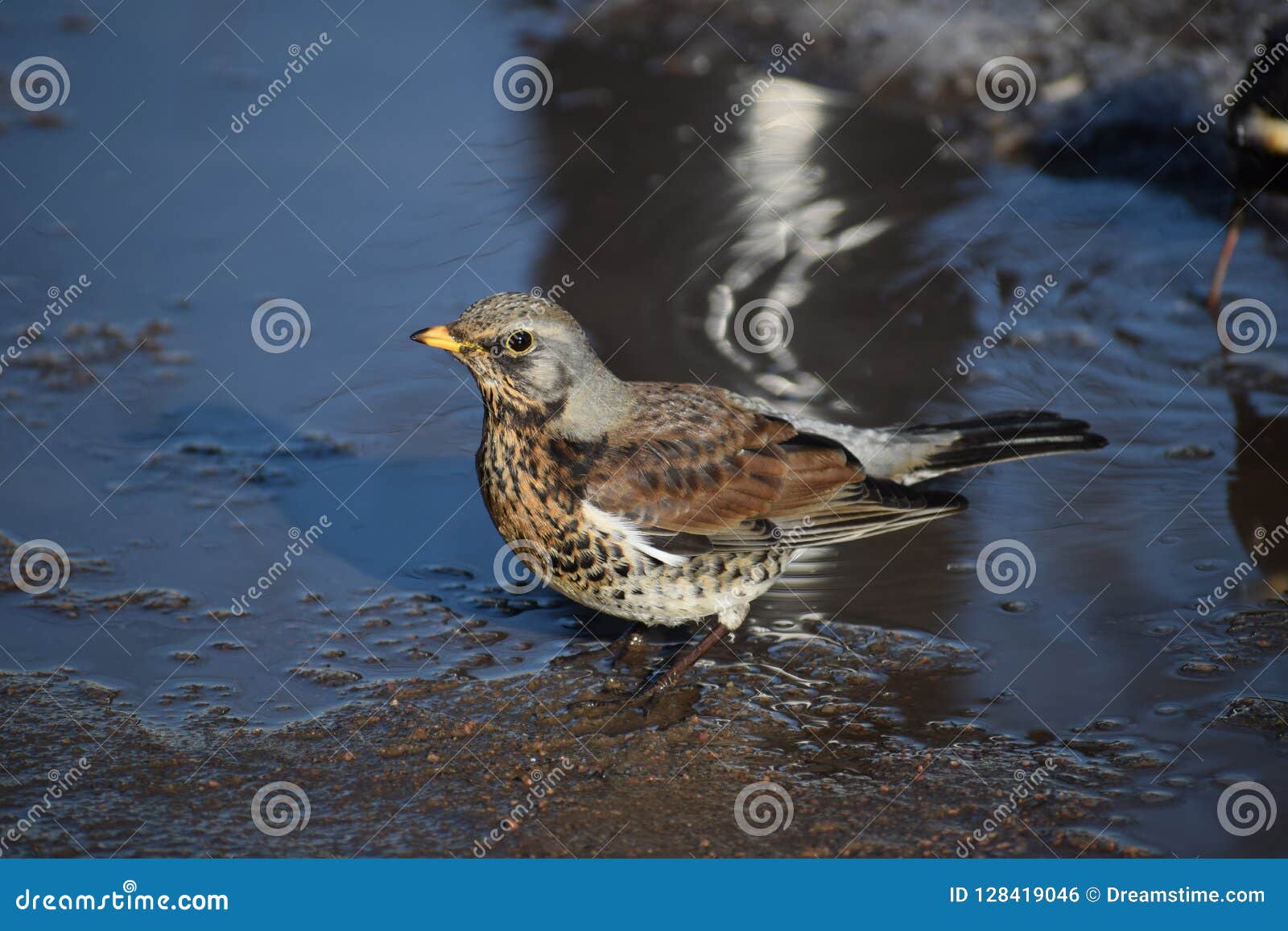 The fieldfare. stock photo. Image of nature, wildlife - 128419046