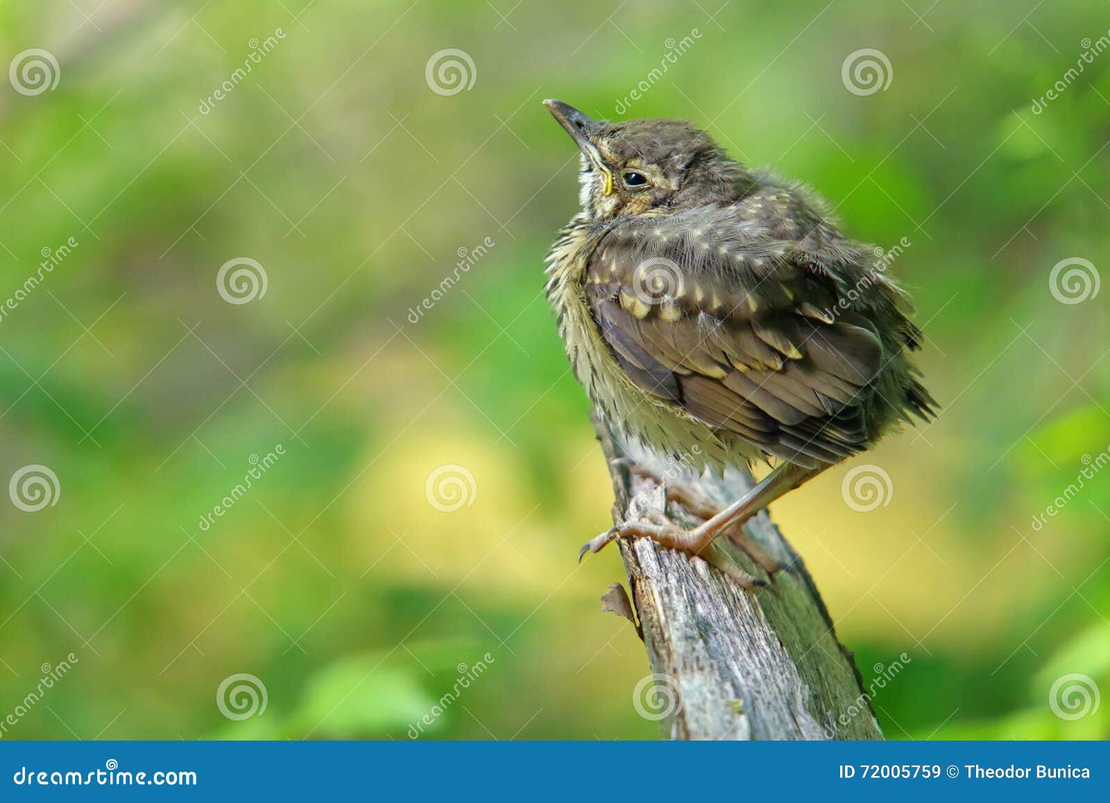 Wild Bird. Baby of Fieldfare Stock Image - Image of life, blurred: 72005759