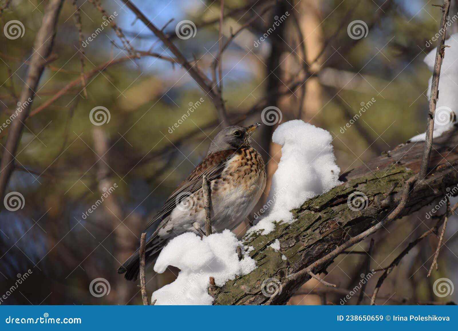 Fieldfare, Thrush Bird, Snowbird, Blackbird on a Tree and Snow in ... Fieldfare, Thrush Bird, Snowbird, Blackbird on a Tree and Snow in ...