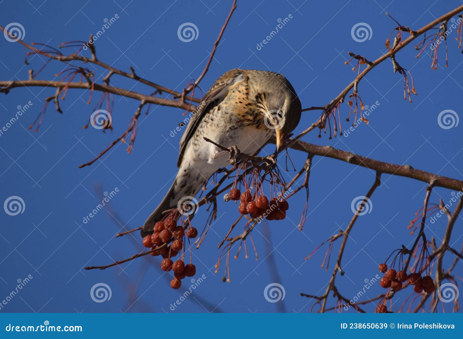 Fieldfare, Thrush Bird, Snowbird Eating Berries on Tree Branch in the ... Fieldfare, Thrush Bird, Snowbird Eating Berries on Tree Branch in the ...