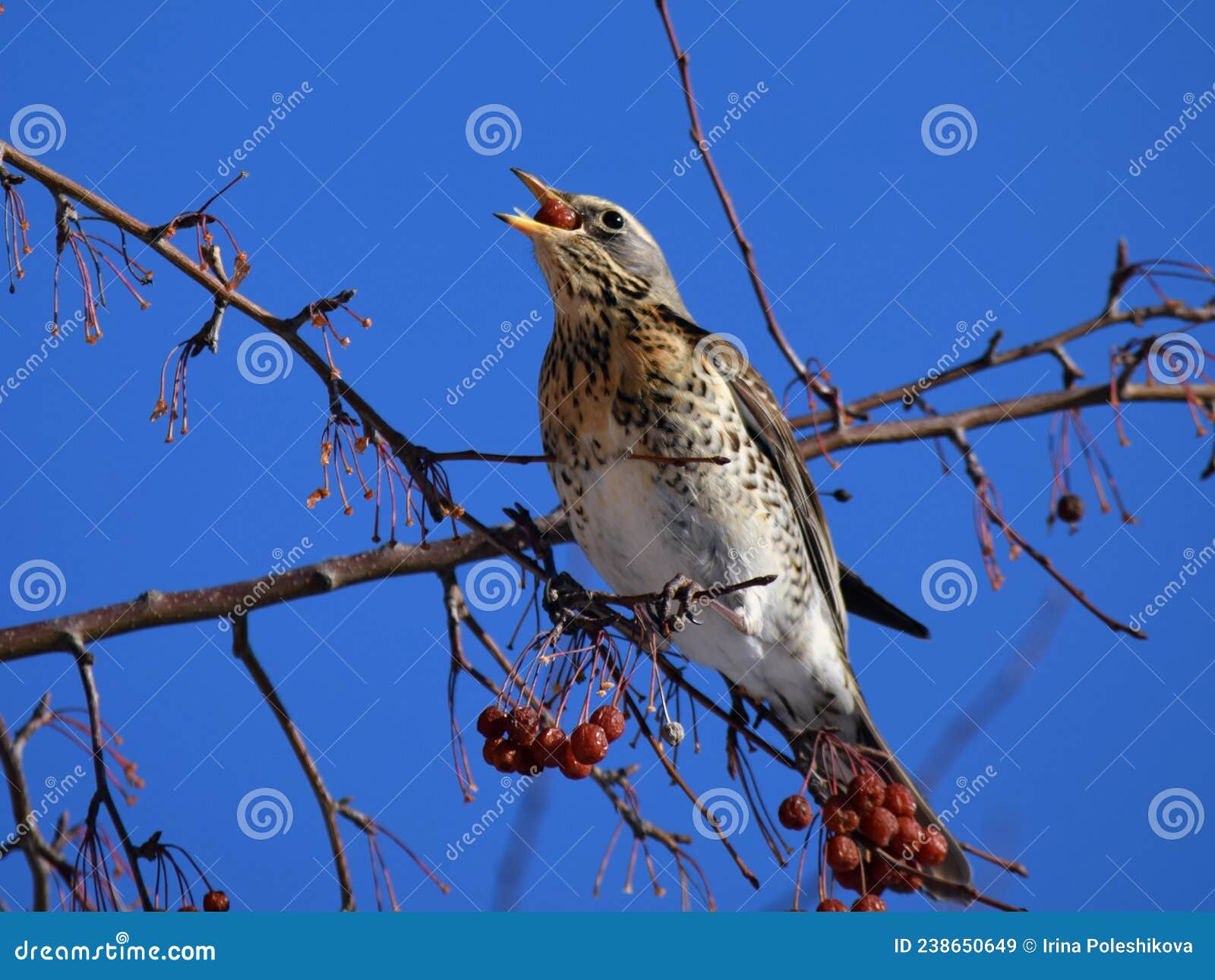 Fieldfare, Thrush Bird, Snowbird Eating Berry on Tree in Winter Forest ... Fieldfare, Thrush Bird, Snowbird Eating Berry on Tree in Winter Forest ...