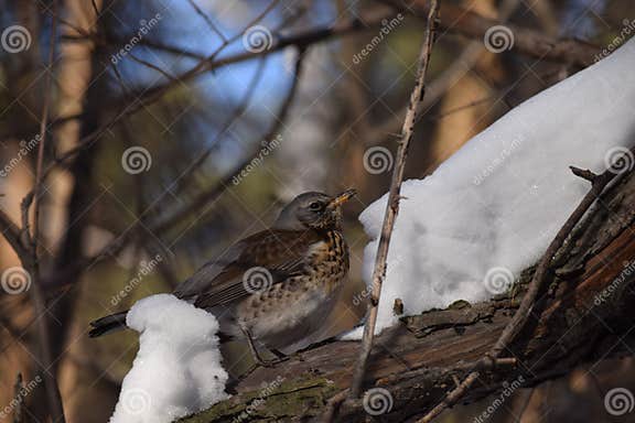 Fieldfare, Thrush Bird, Snowbird and Snow on Tree in Winter Forest ... Fieldfare, Thrush Bird, Snowbird and Snow on Tree in Winter Forest ...