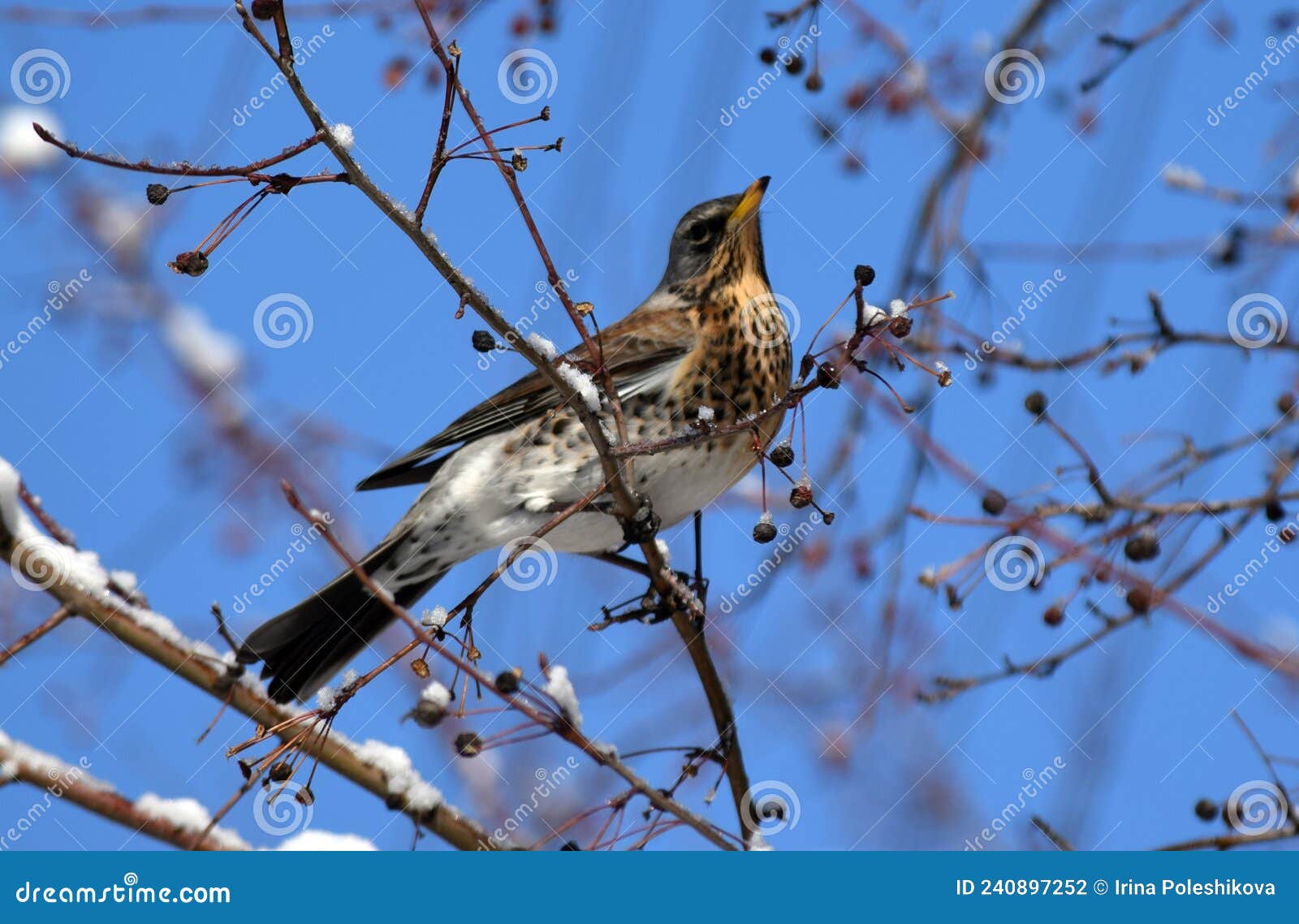 Fieldfare, Thrush Bird, Snowbird and Snow on Tree in Winter Forest ... Fieldfare, Thrush Bird, Snowbird and Snow on Tree in Winter Forest ...