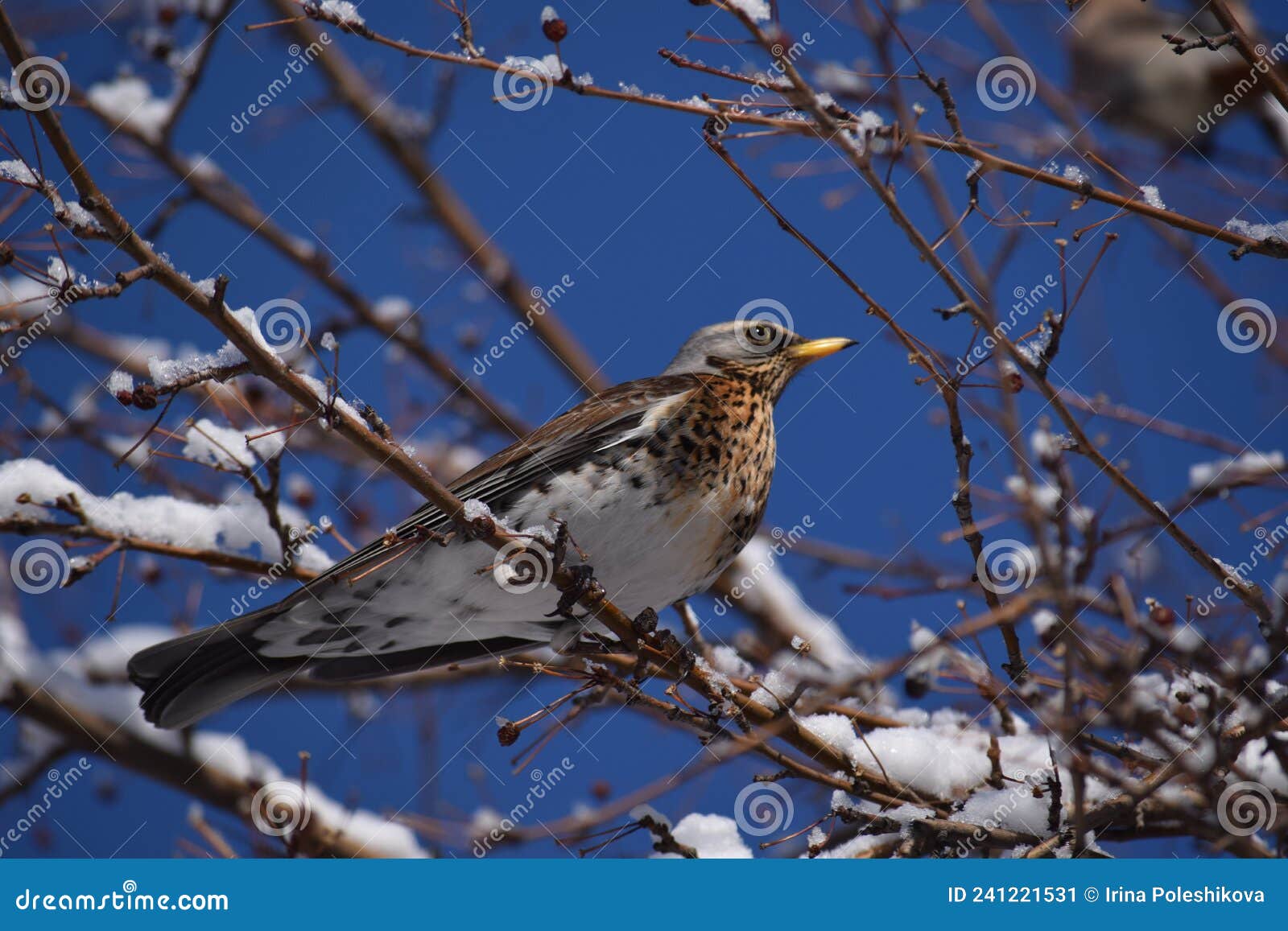 Fieldfare, Thrush Bird, Snowbird and Snow on Tree in Winter Forest ... Fieldfare, Thrush Bird, Snowbird and Snow on Tree in Winter Forest ...