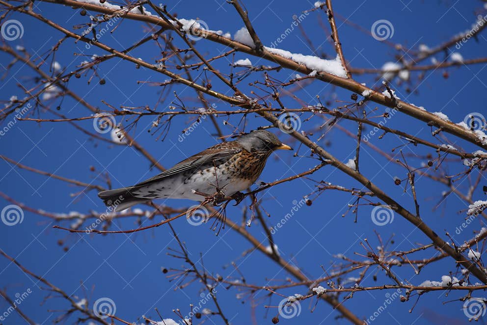 Fieldfare, Thrush Bird, Snowbird on a Tree and Snow in Winter Garden ... Fieldfare, Thrush Bird, Snowbird on a Tree and Snow in Winter Garden ...