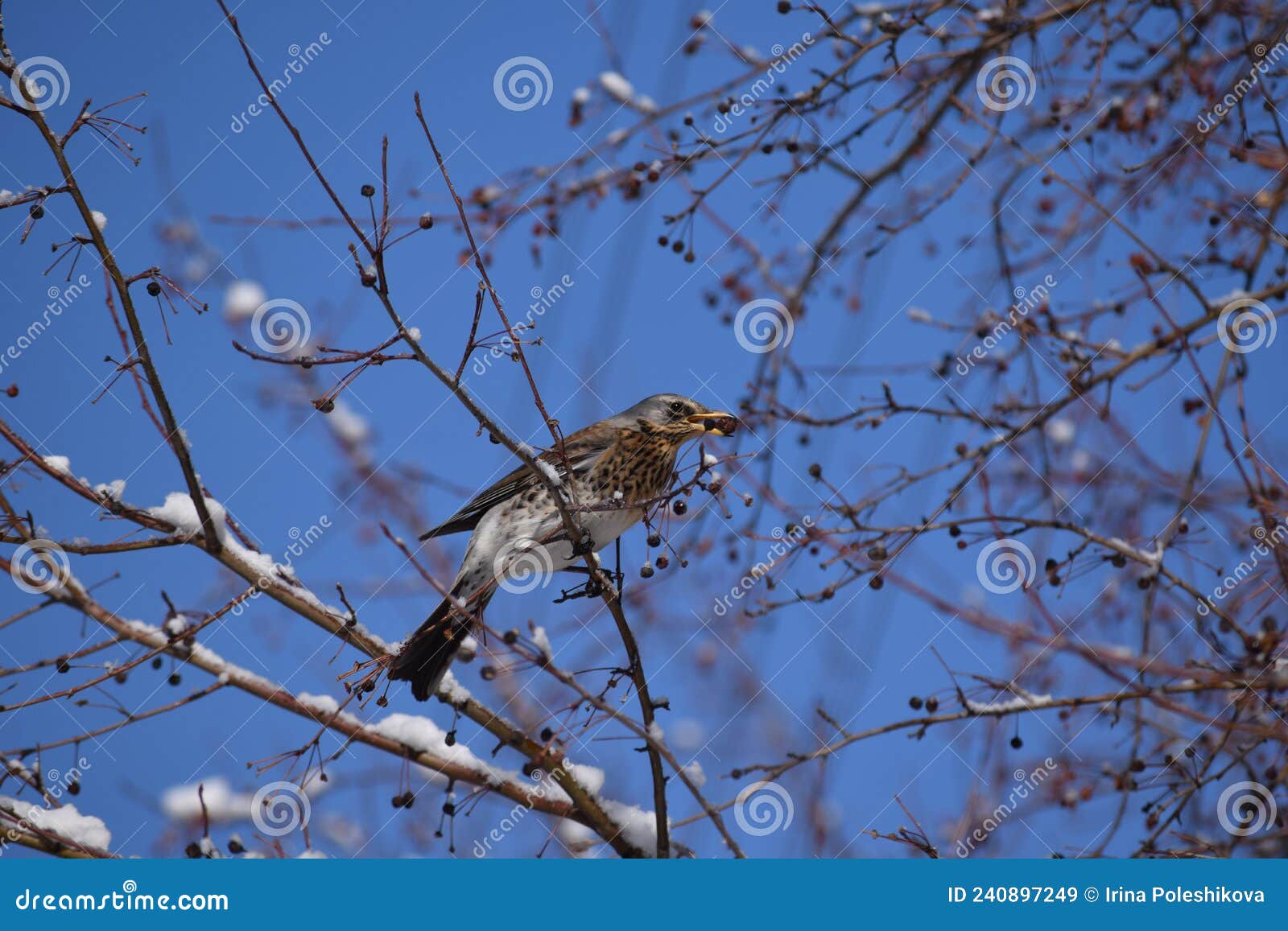 Fieldfare, Thrush Bird, Snowbird on a Tree and Snow in Winter Forest ... Fieldfare, Thrush Bird, Snowbird on a Tree and Snow in Winter Forest ...