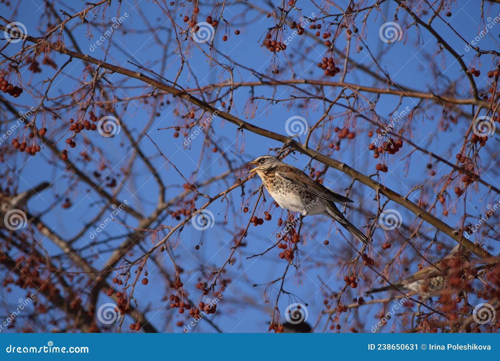 Fieldfare, Thrush Bird, Snowbird on a Tree in Winter Garden and Blue ... Fieldfare, Thrush Bird, Snowbird on a Tree in Winter Garden and Blue ...