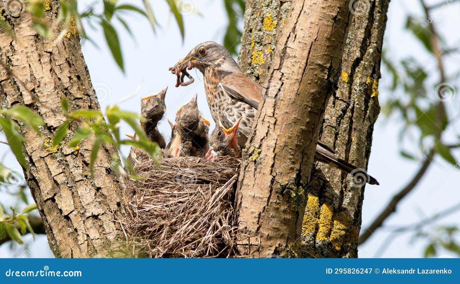 Fieldfare Thrush Brought Worms To Its Chicks Sitting in the Nest Stock ...