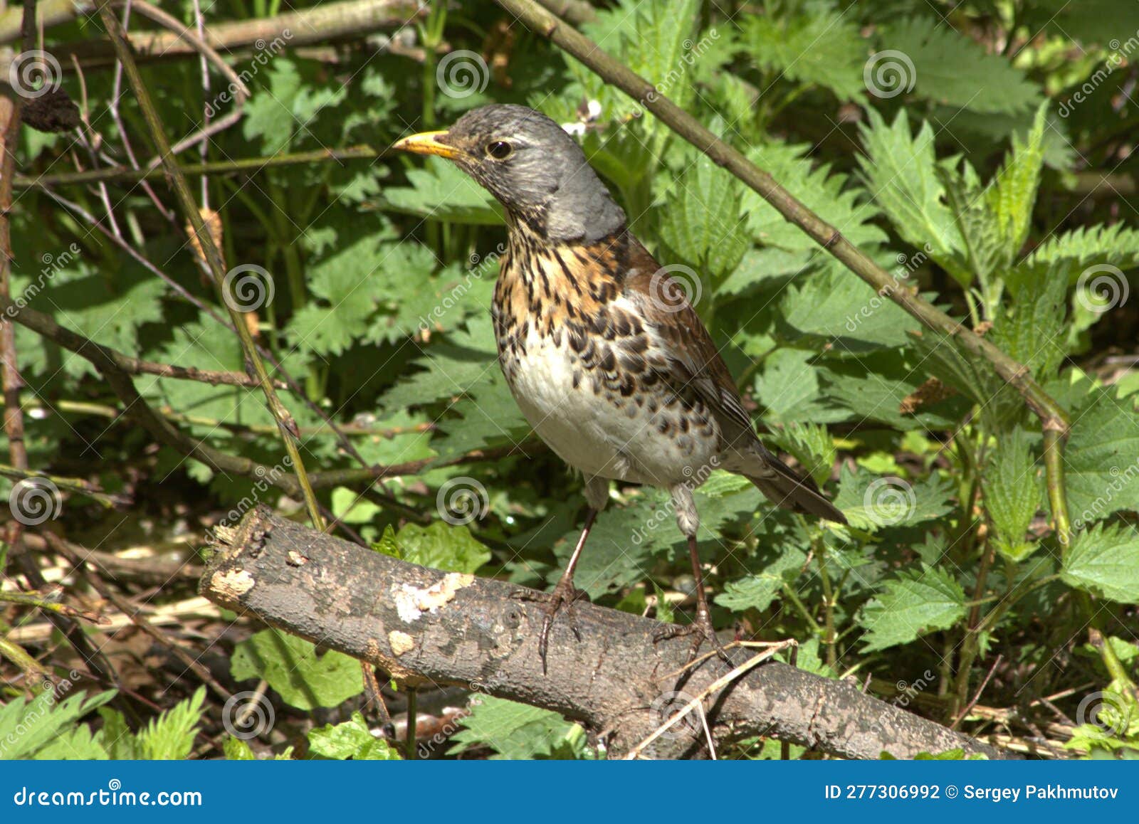 Fieldfare Thrush in the Grass Stock Photo - Image of grass, thrush ...