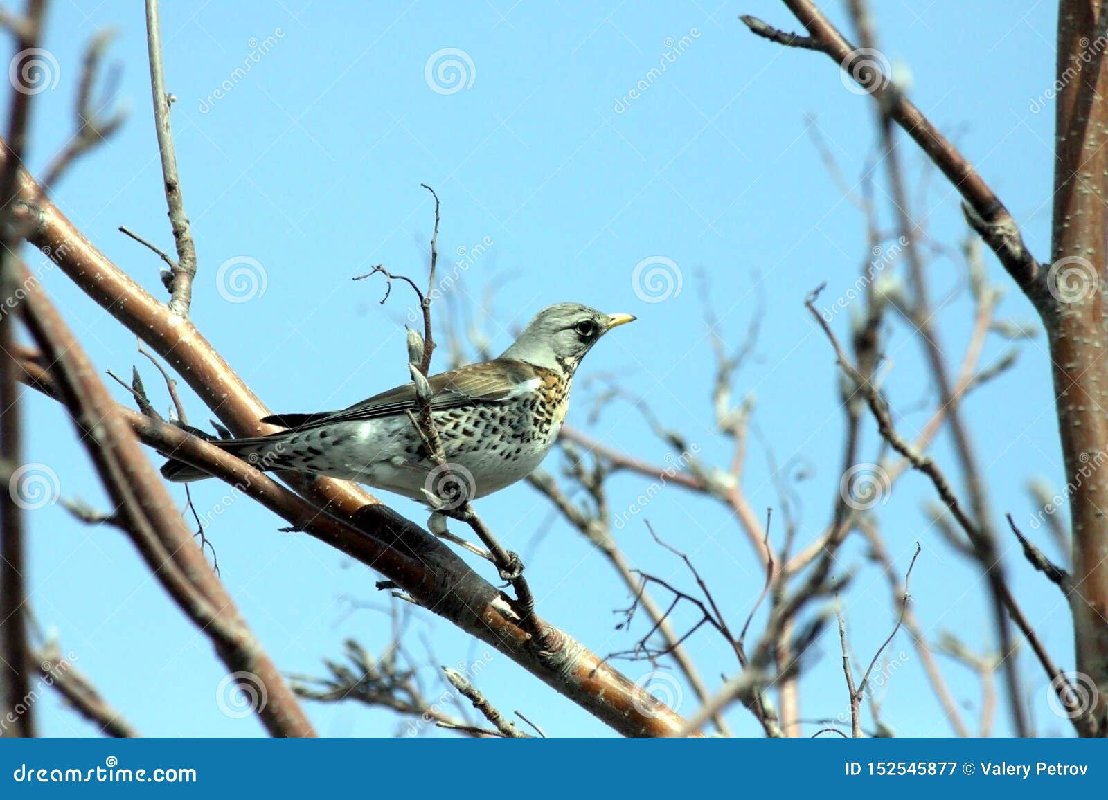 Fieldfare Thrush Sitting on a Tree Branch in Early Spring Stock Image ...