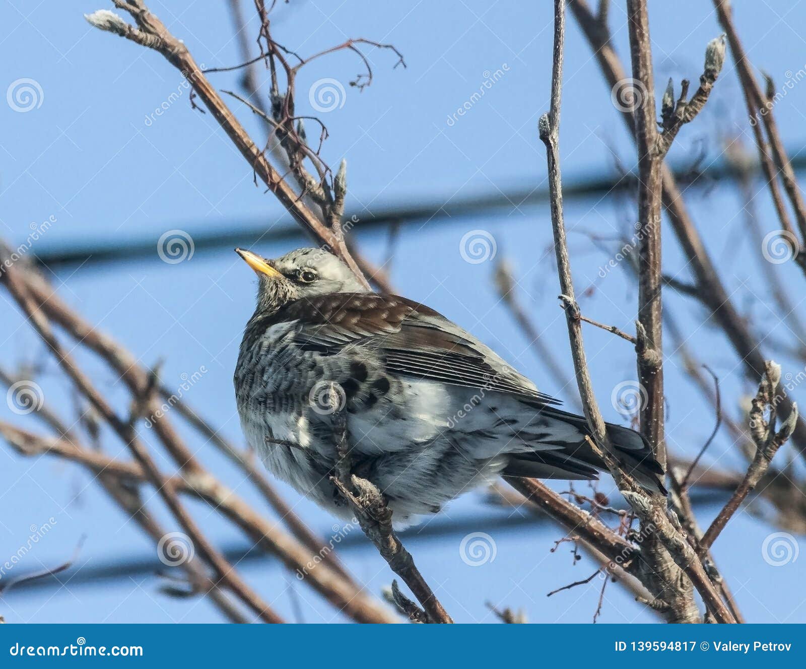 Young mountain ash thrush stock image. Image of outdoor - 139594817