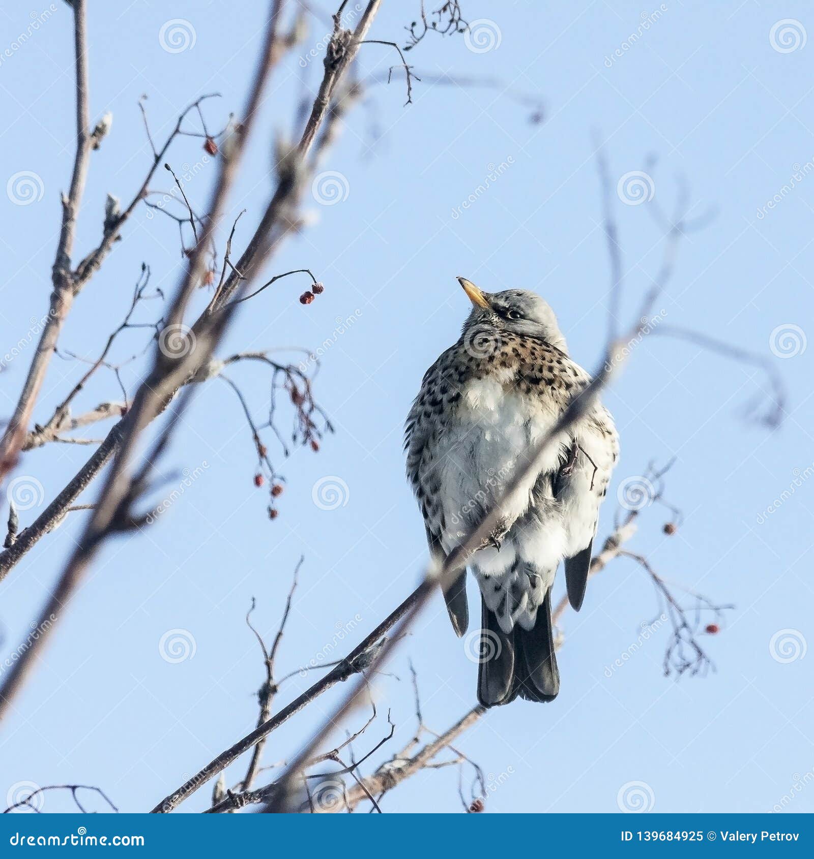 Young mountain ash thrush stock image. Image of bird - 139684925