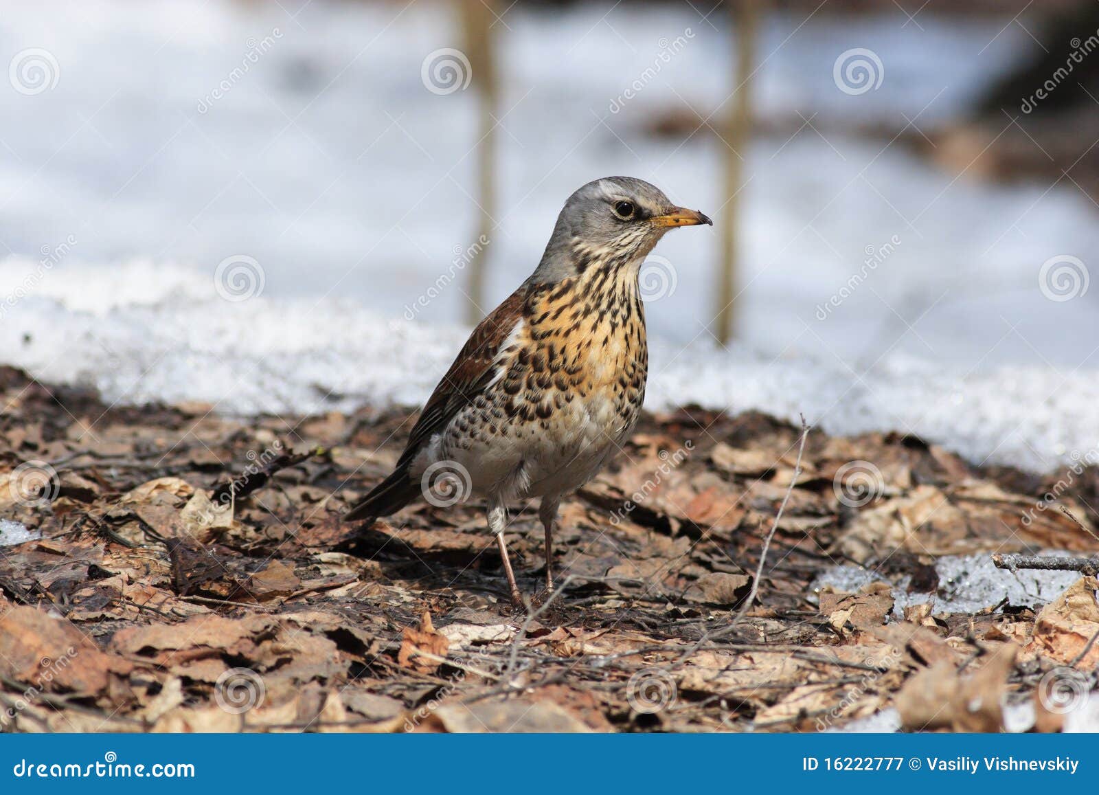 Fieldfare, Turdus pilaris stock image. Image of habitat - 16222777