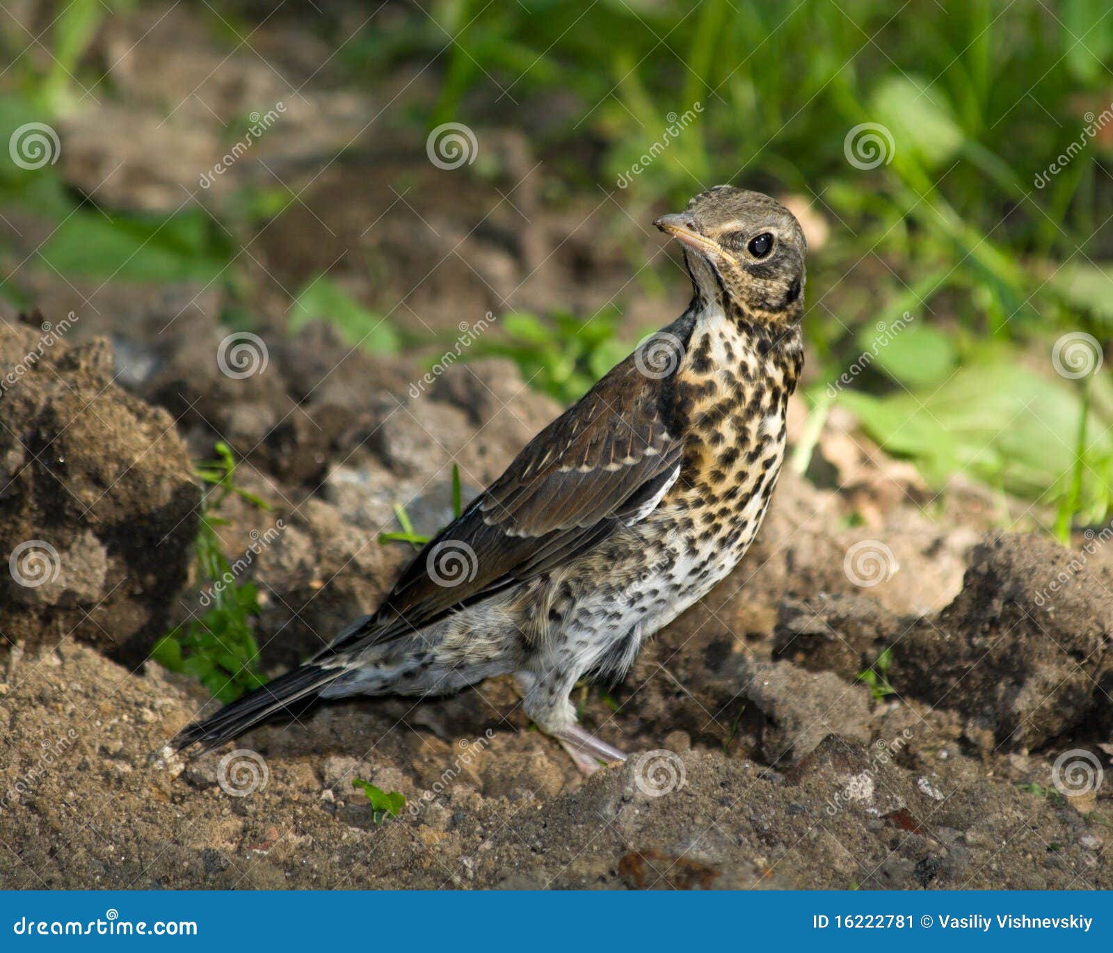 Fieldfare, Turdus pilaris stock image. Image of greenhorn - 16222781