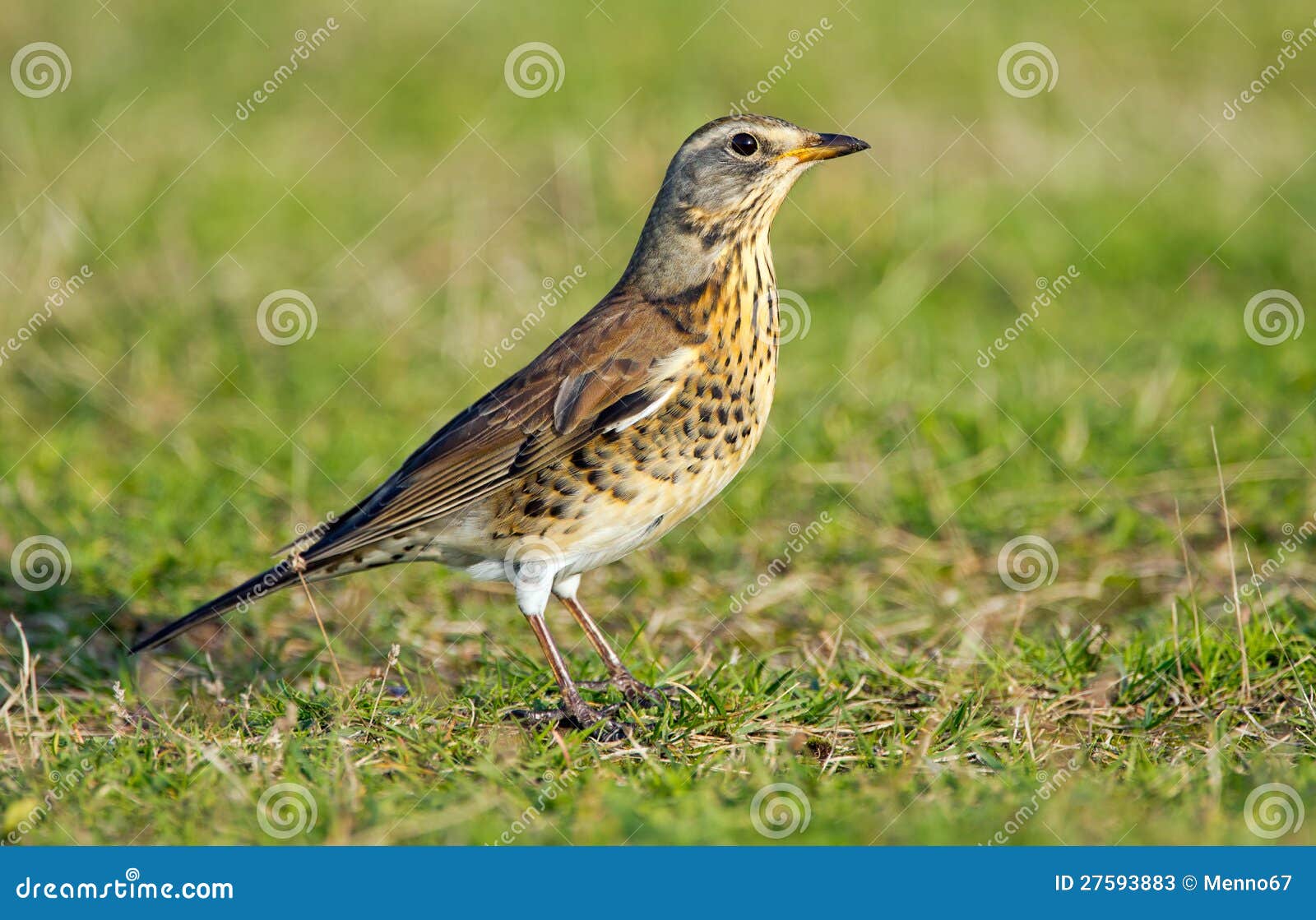 The Fieldfare ( Turdus Pilaris) Stock Image - Image of nature ...