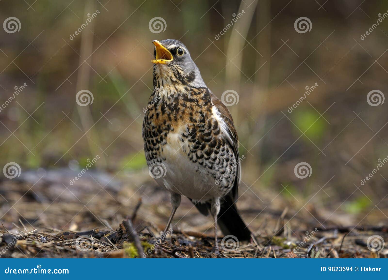 Fieldfare, turdus pilaris stock photo. Image of stand - 9823694