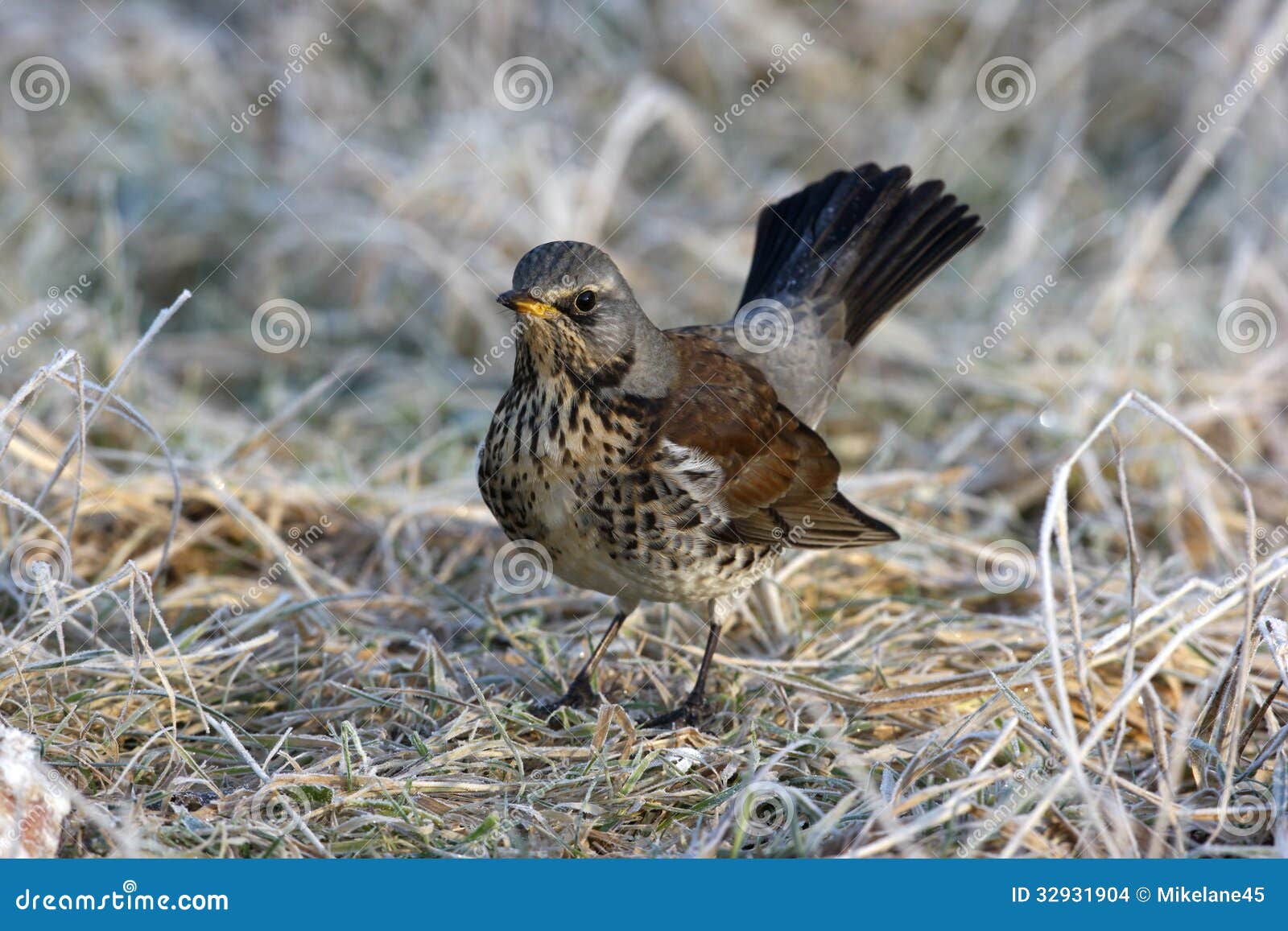 Fieldfare, Turdus pilaris stock photo. Image of british - 32931904