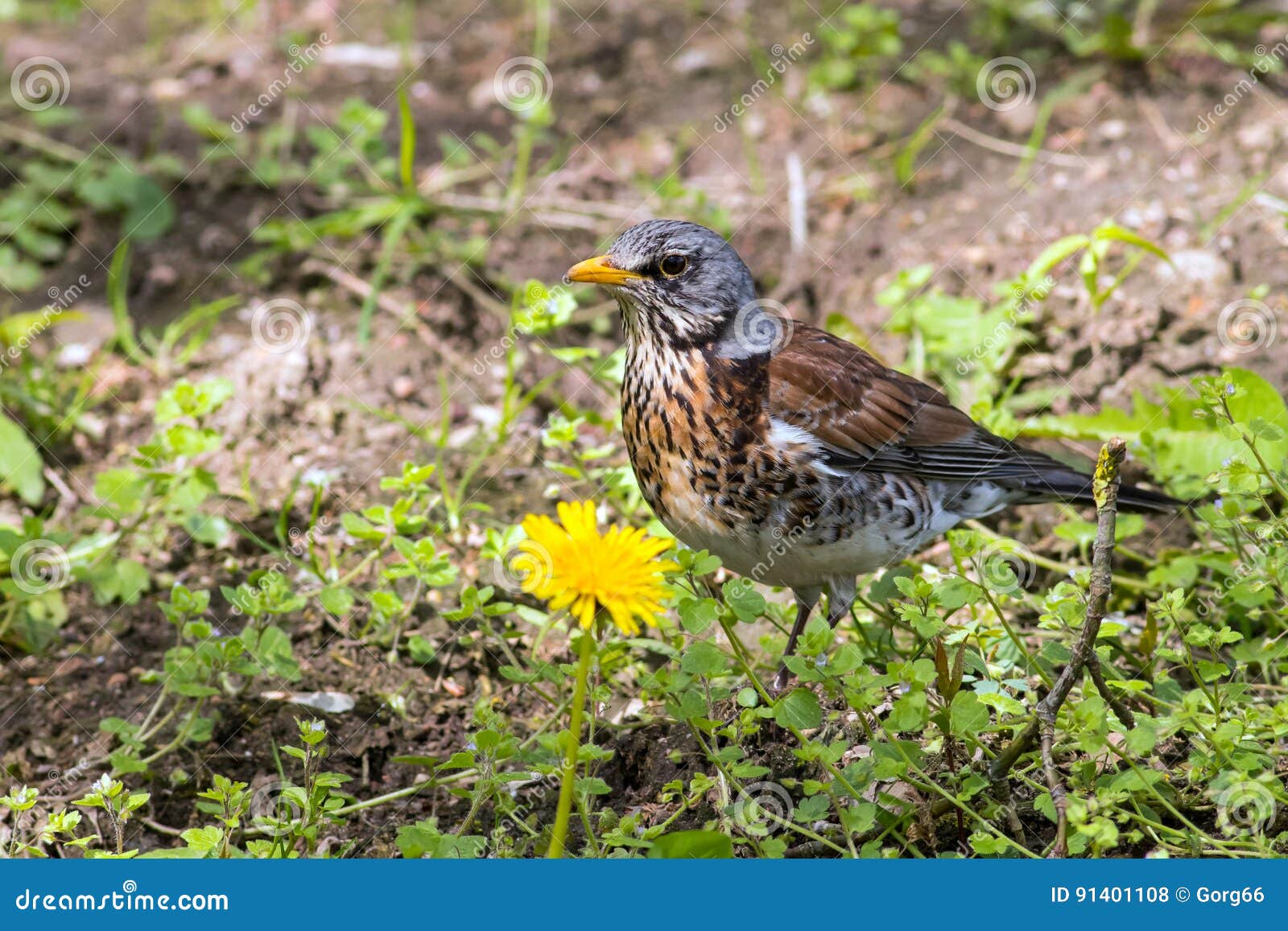 The Fieldfare stock photo. Image of exotic, animal, avifauna - 91401108