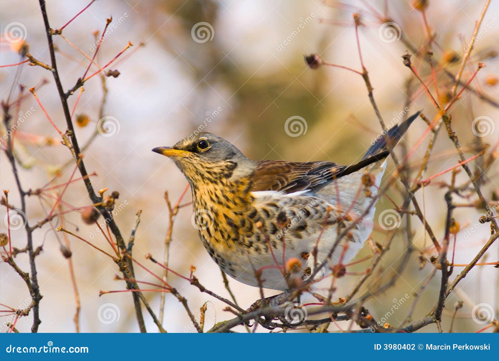 Fieldfare on winter day stock photo. Image of blue, birdwatching - 3980402