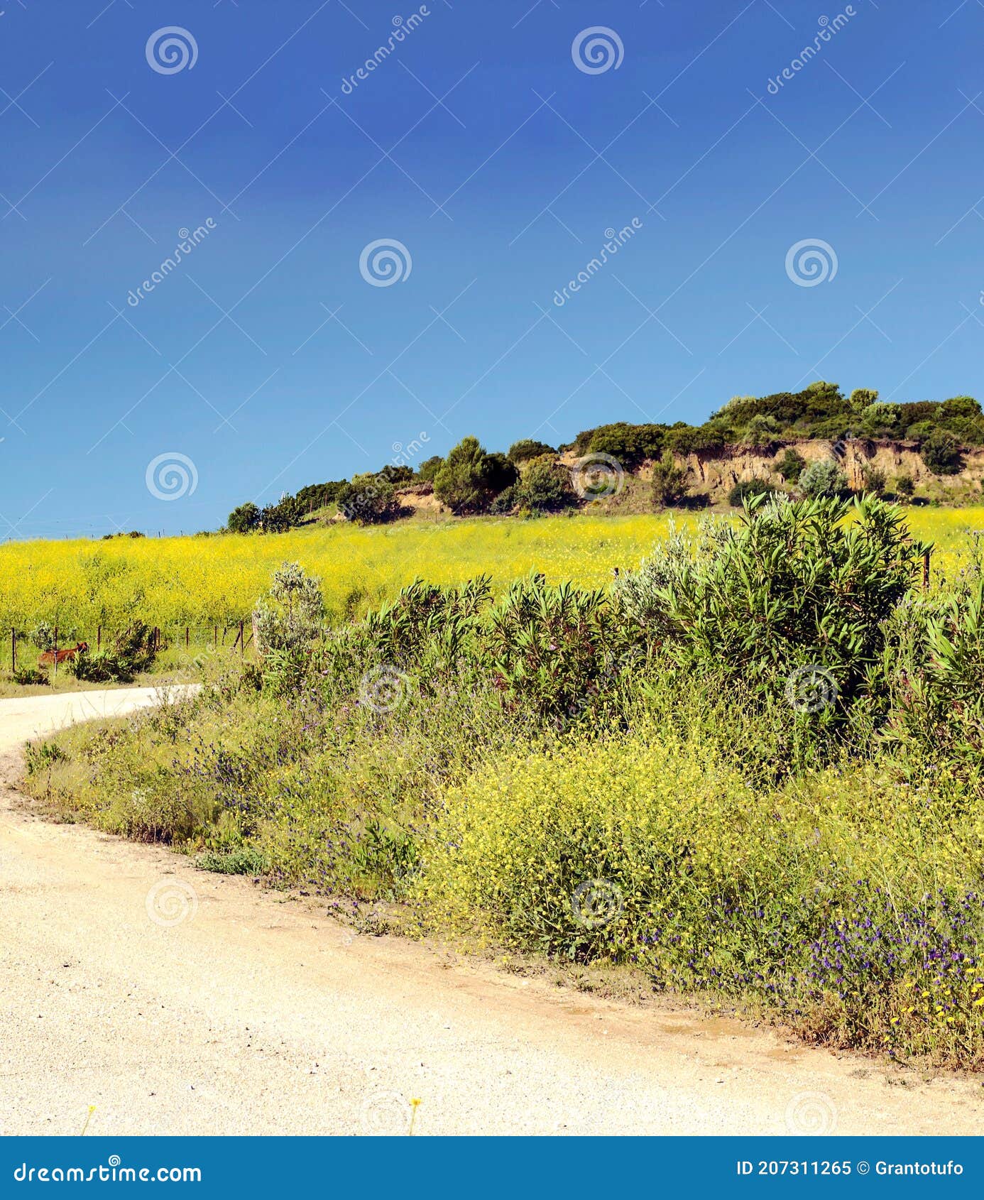 Fields of Andalusia stock image. Image of field, spain - 207311265