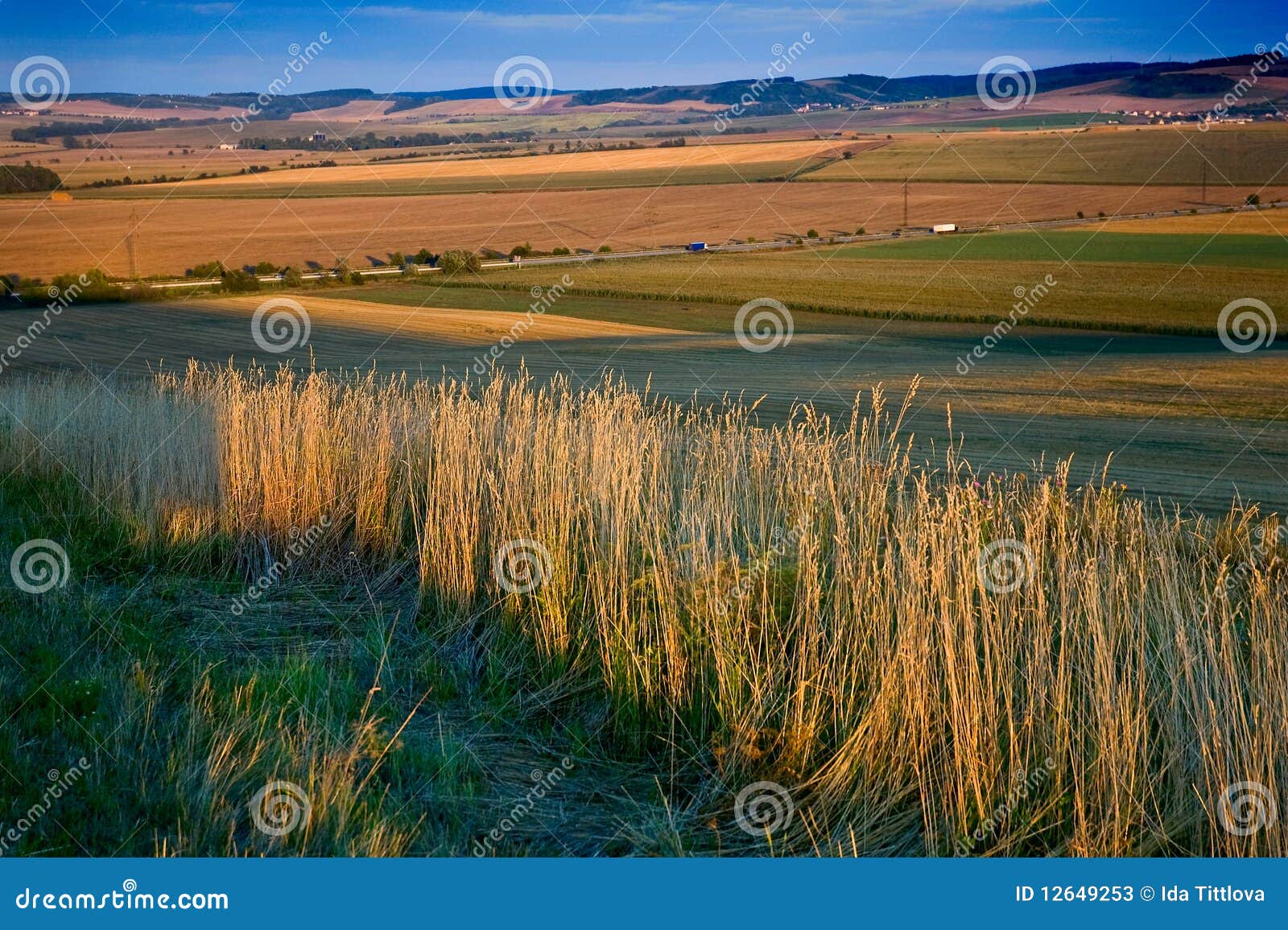 Fields in august stock image. Image of summer, corn, countryside - 12649253