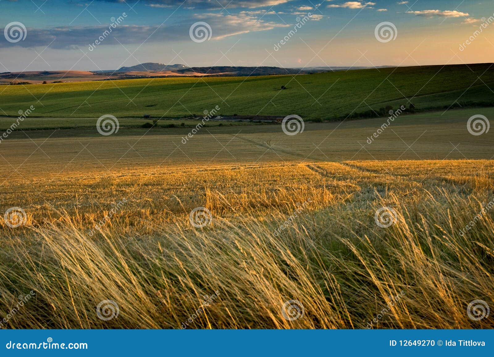Fields in august 2 stock photo. Image of agricultural - 12649270
