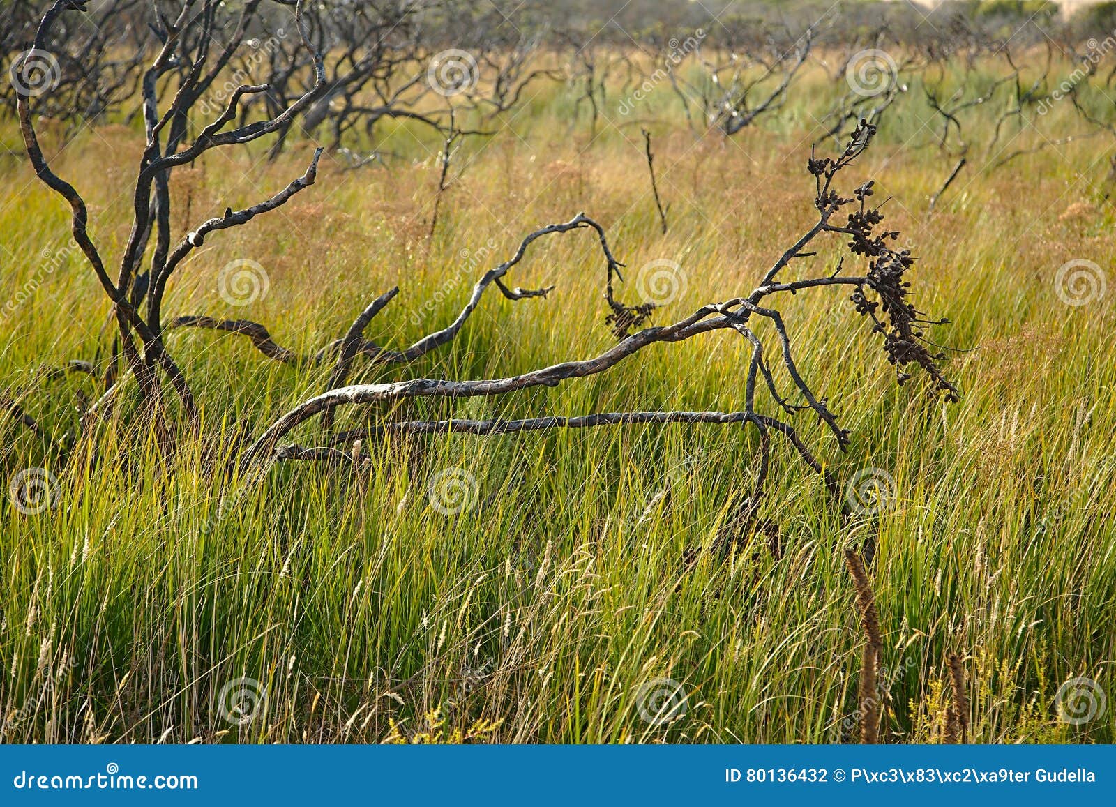 Fields of Australian Wild Landscape Stock Photo - Image of ...