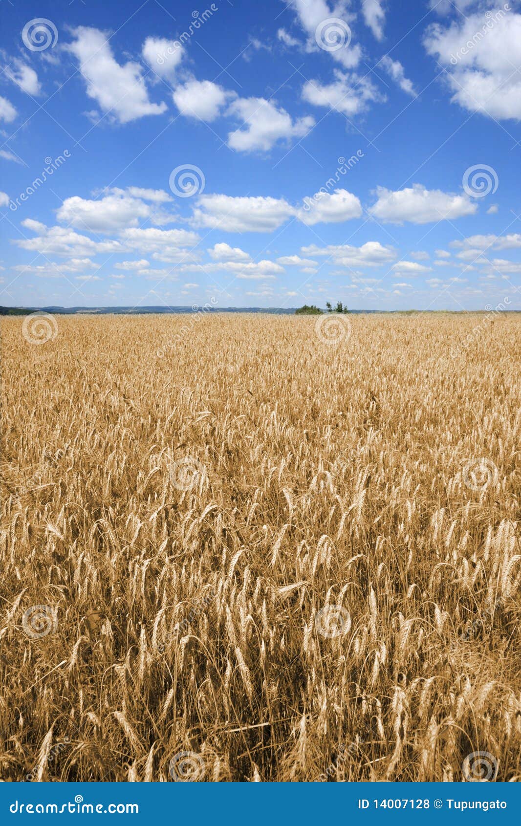 Fields of barley stock photo. Image of agricultural, plantation - 14007128