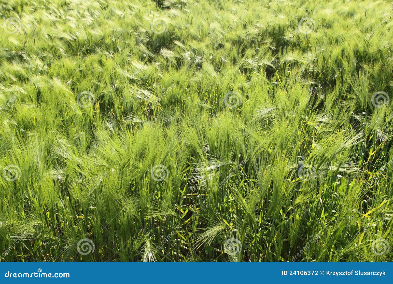 Fields of barley stock photo. Image of farm, harvesting - 24106372