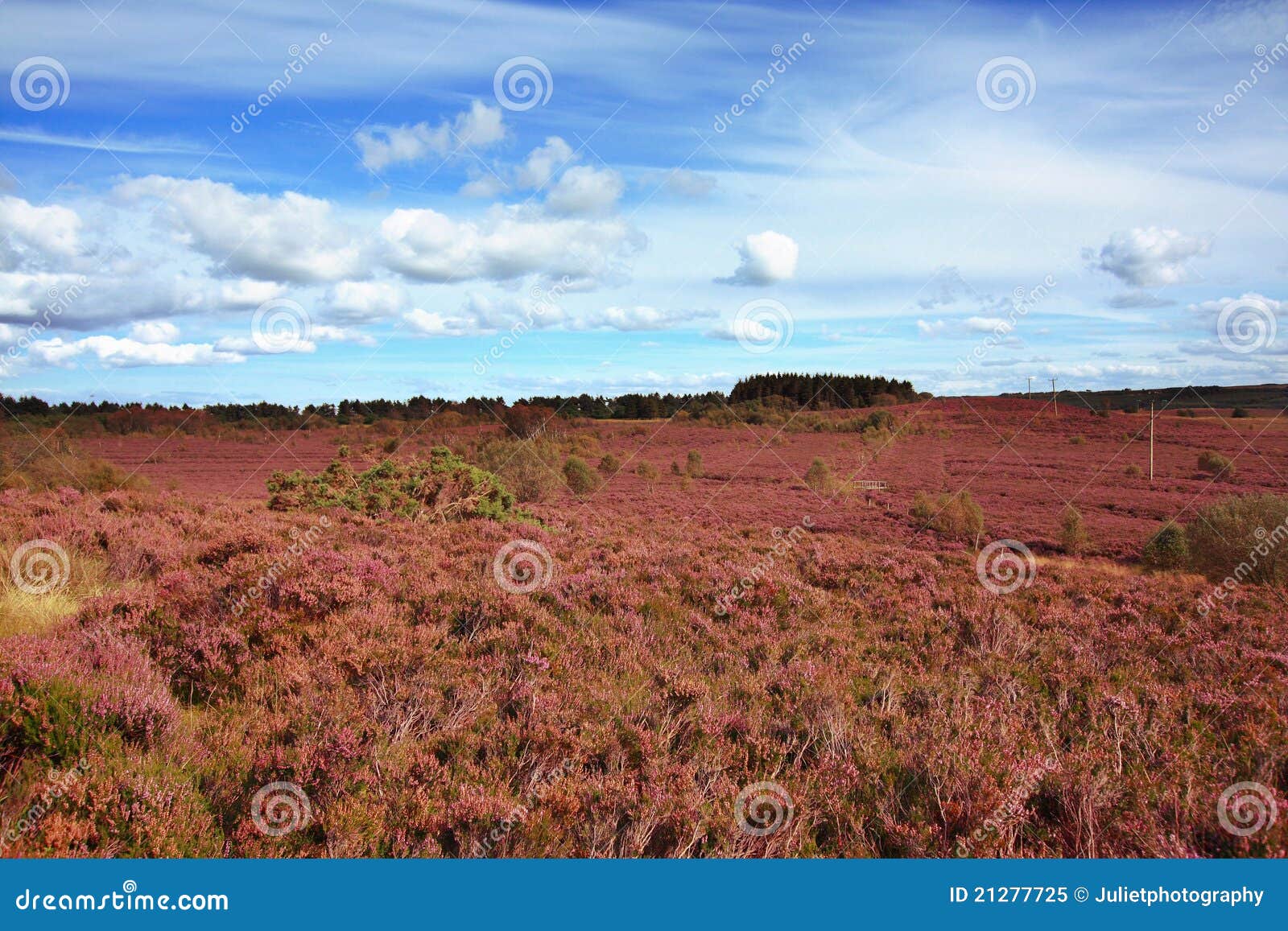 Fields of Blooming Heather in Scotland Stock Image - Image of color ...