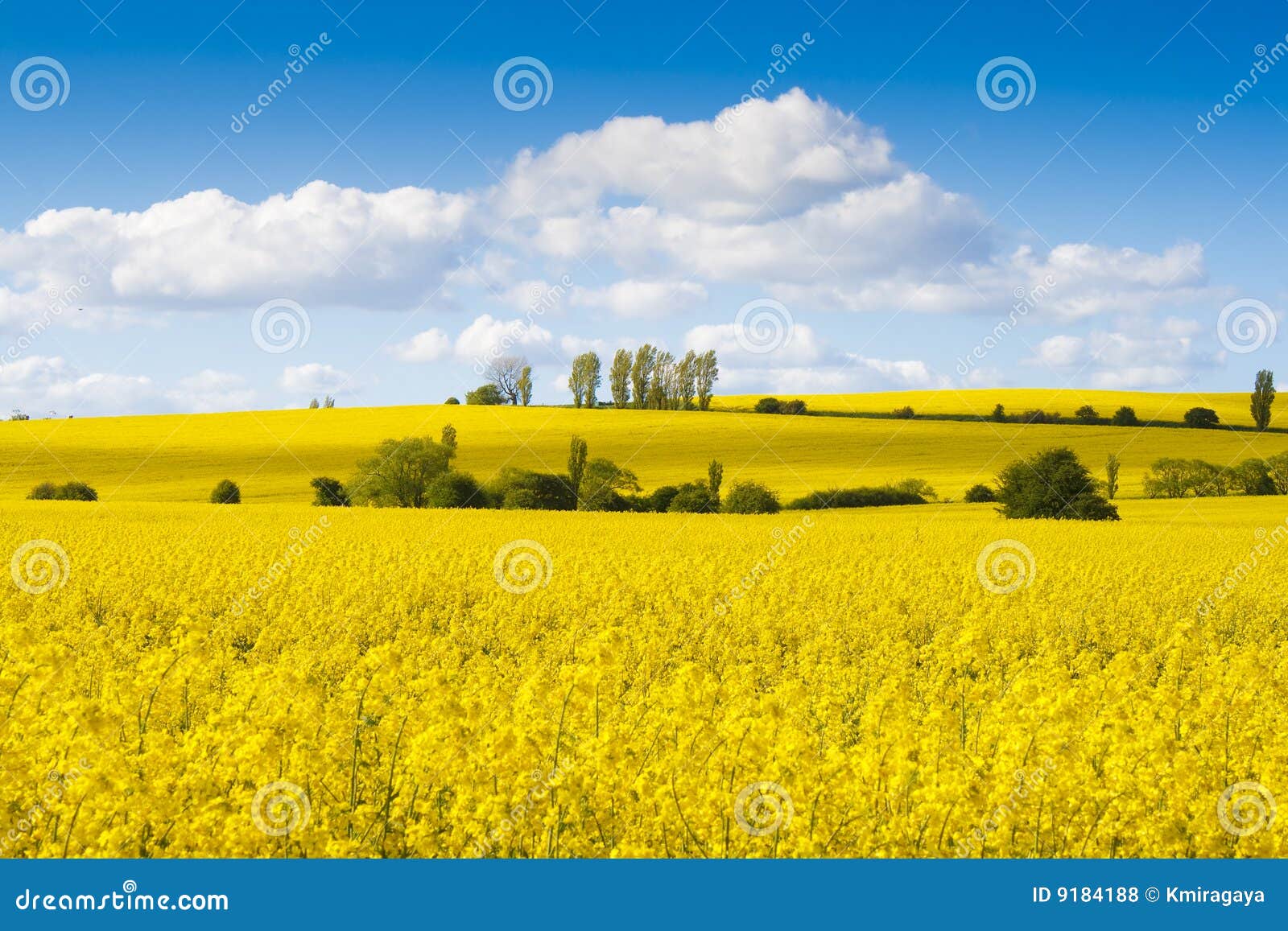 Fields of Bright Yellow Rapeseed Flowers Stock Photo - Image of fields ...