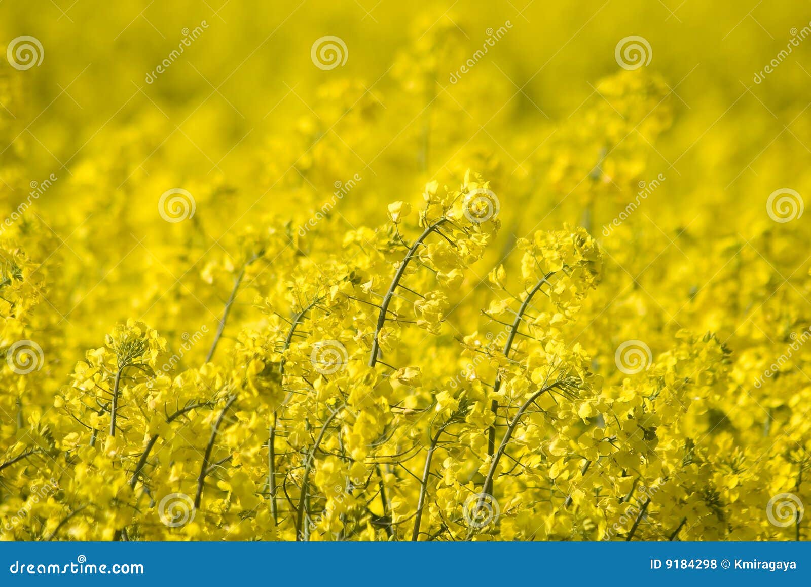 Fields of Bright Yellow Rapeseed Flowers Stock Photo - Image of hills ...