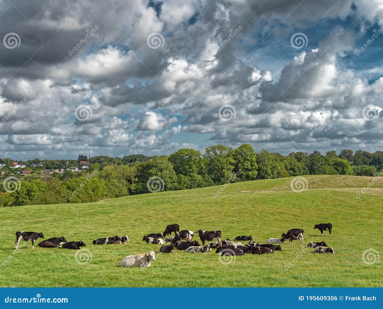 Fields with Cattle at the Border between Denmark and Germany Near ...