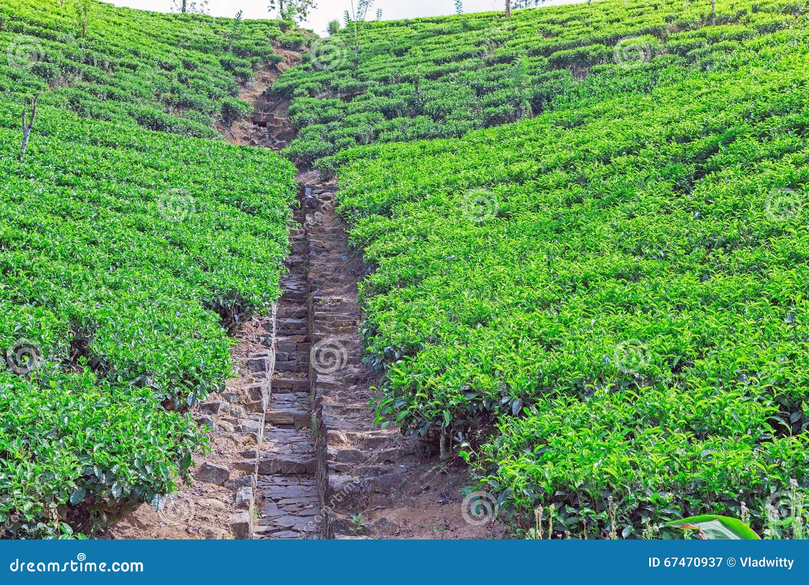 Fields Ceylon Tea Plantation in Sri Lanka. Stock Image - Image of drink ...