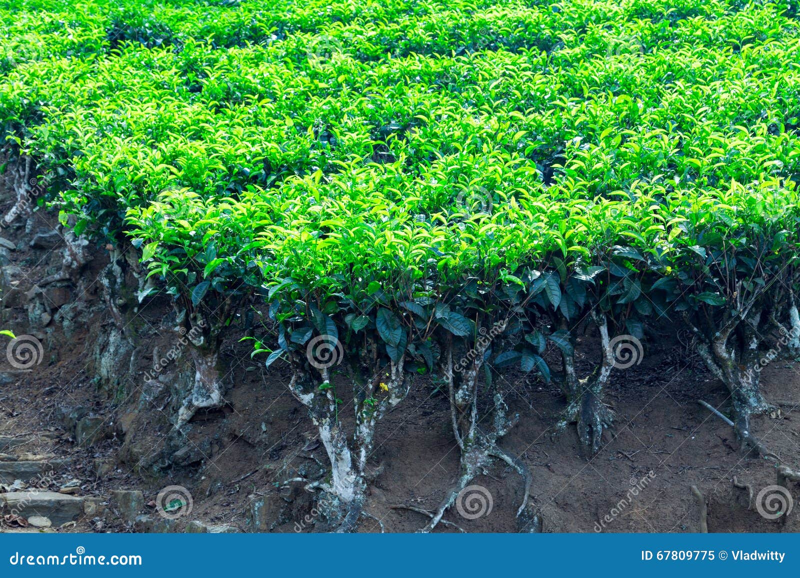 Fields of Ceylon tea stock image. Image of fields, field - 67809775