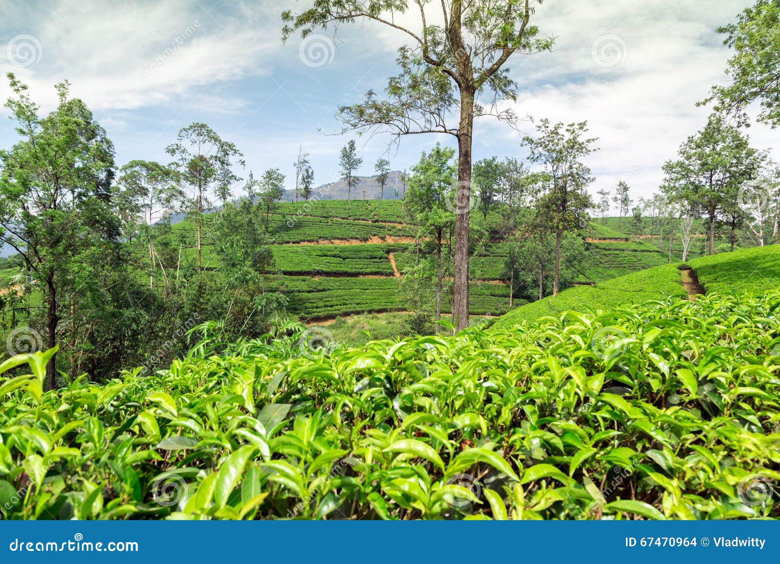 Fields of Ceylon Tea in Sri Lanka Stock Photo - Image of china ...