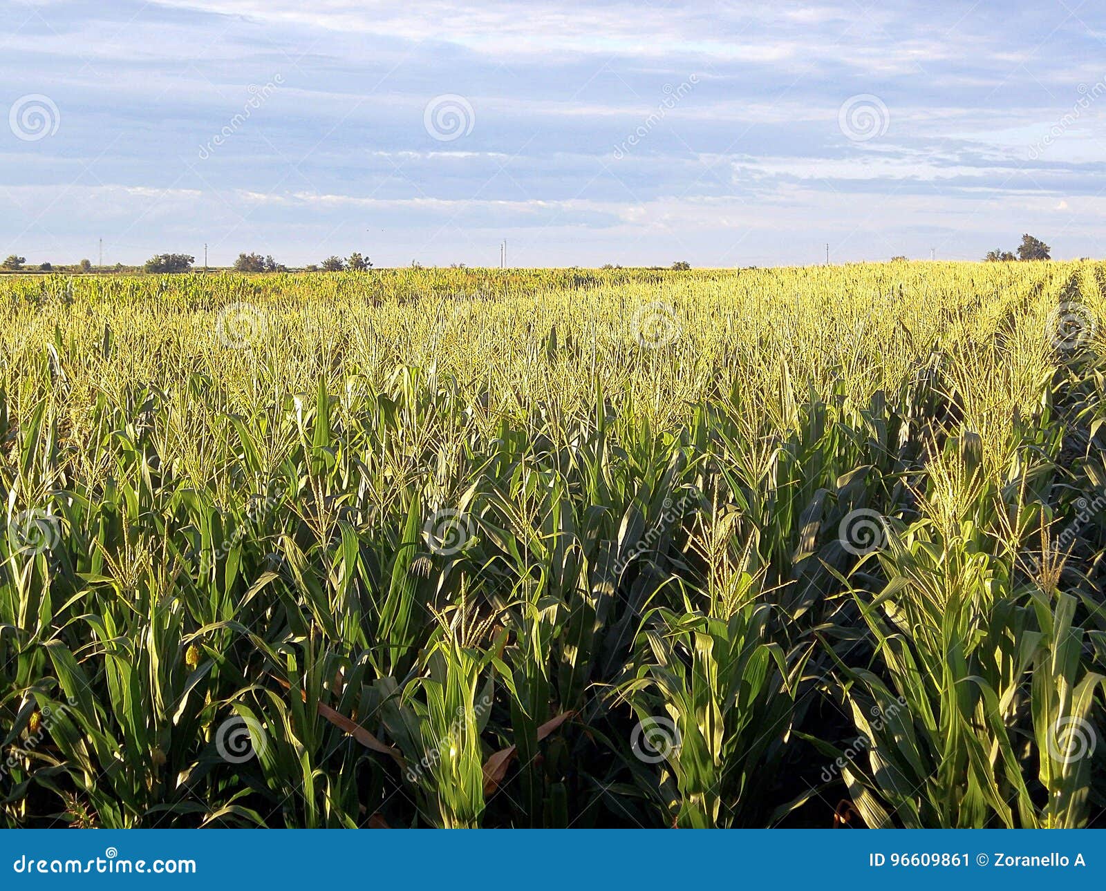 Fields of corn stock image. Image of harvest, crop, hectare - 96609861