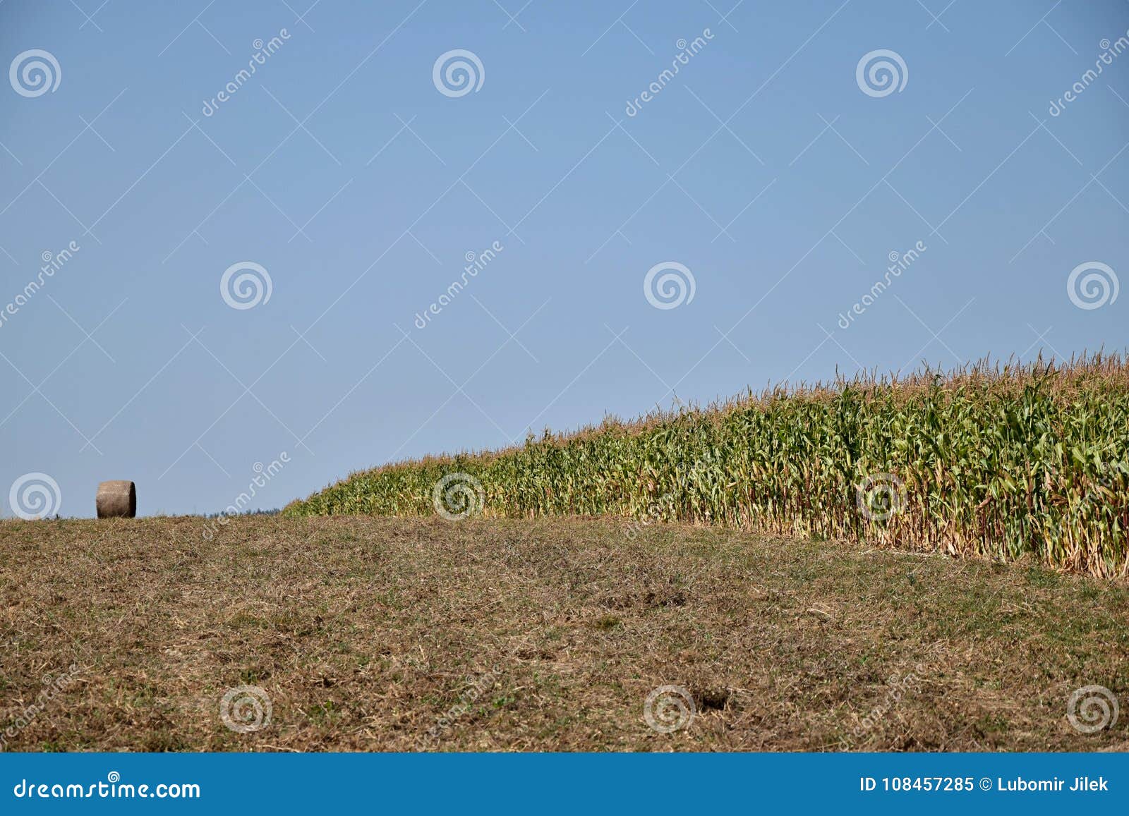 Fields of Corn and Round Bale of Straw Stock Image - Image of sweetcorn ...