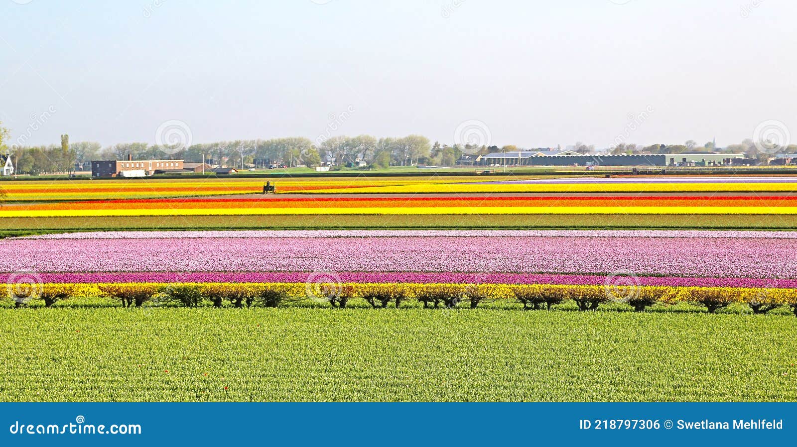 Fields Covered with Flowers in the Netherlands Stock Photo - Image of ...
