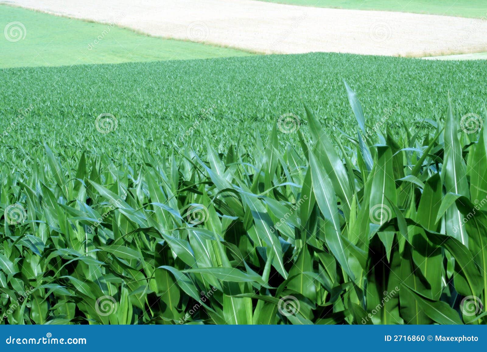 Fields of Crops stock photo. Image of farm, rural, land - 2716860